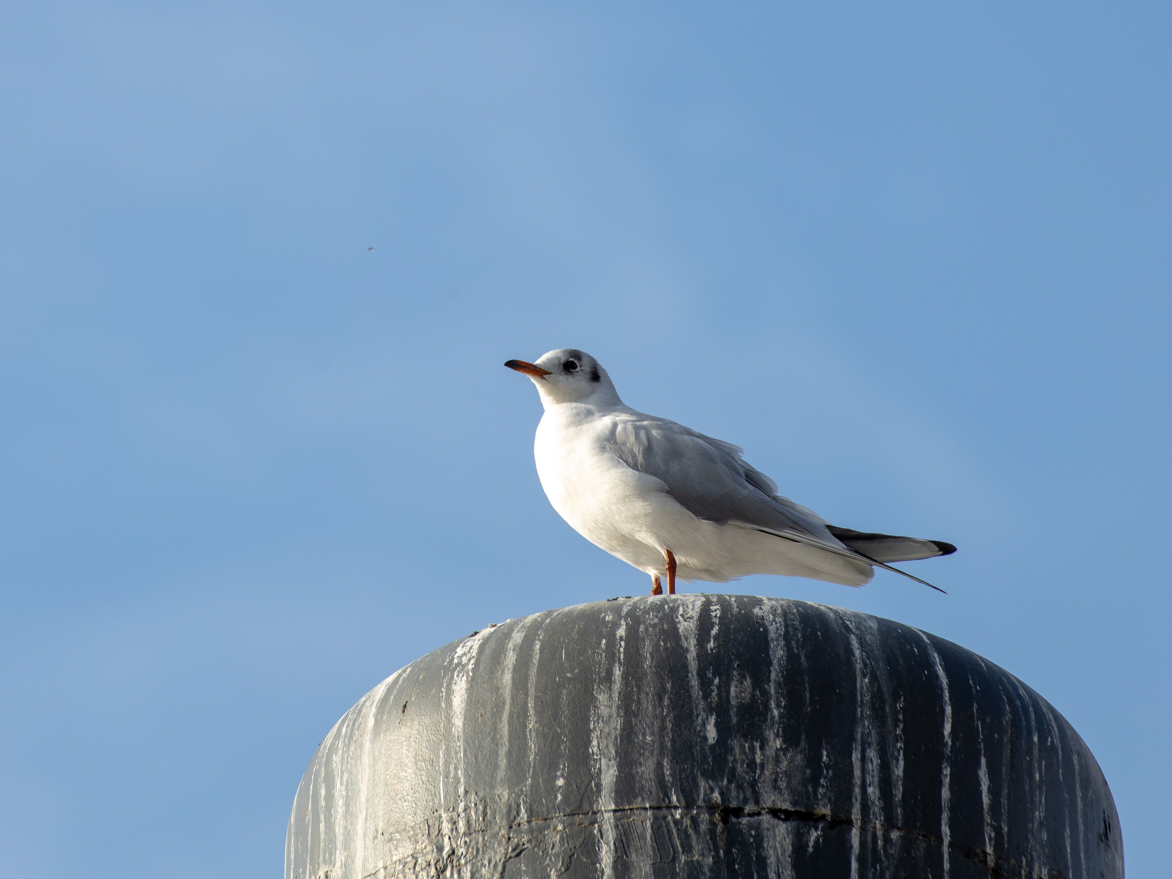 Close Up Photo if Bird on Grass · Free Stock Photo