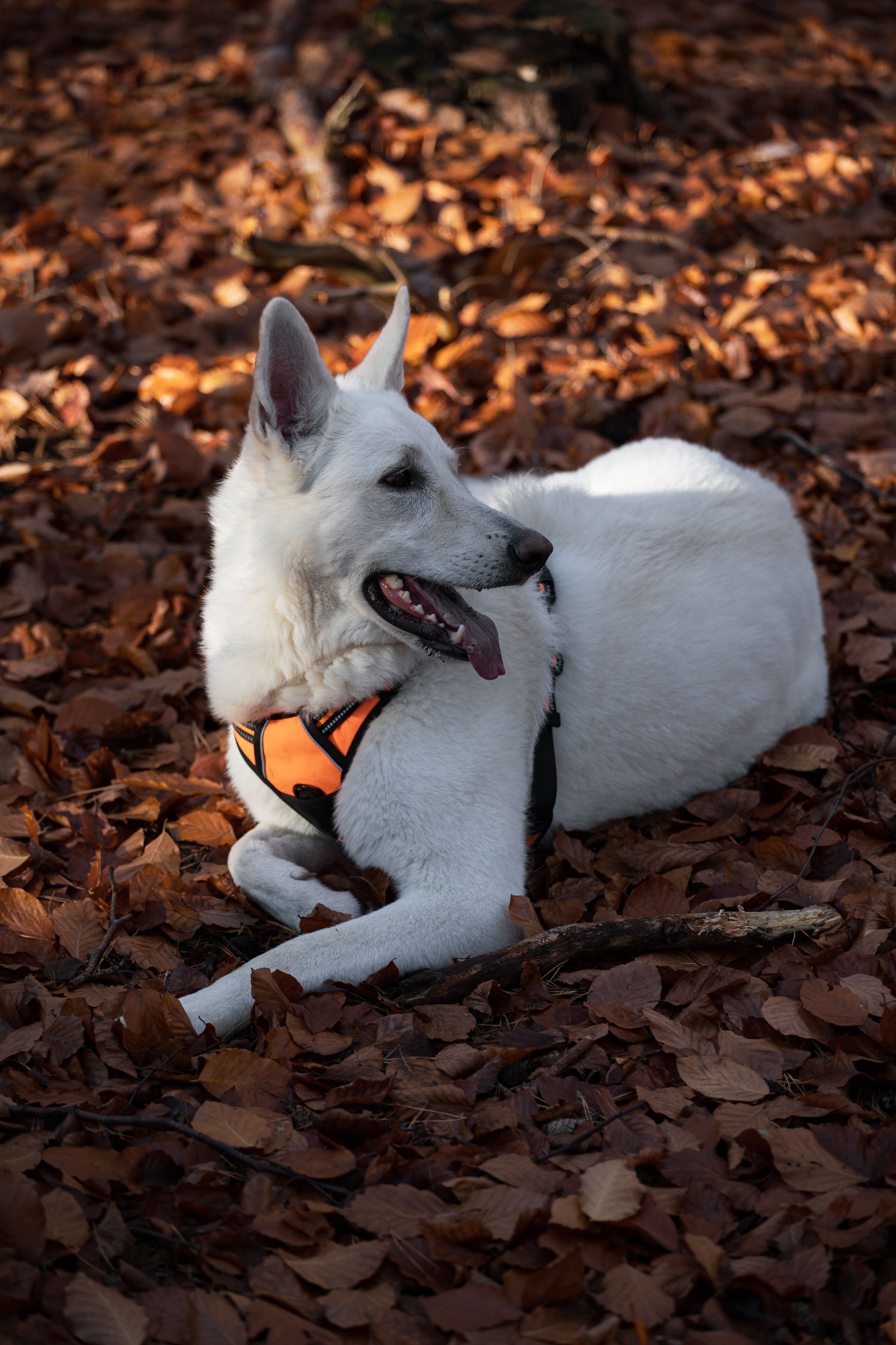 American White Shepherd Photos, Download The BEST Free American White ...