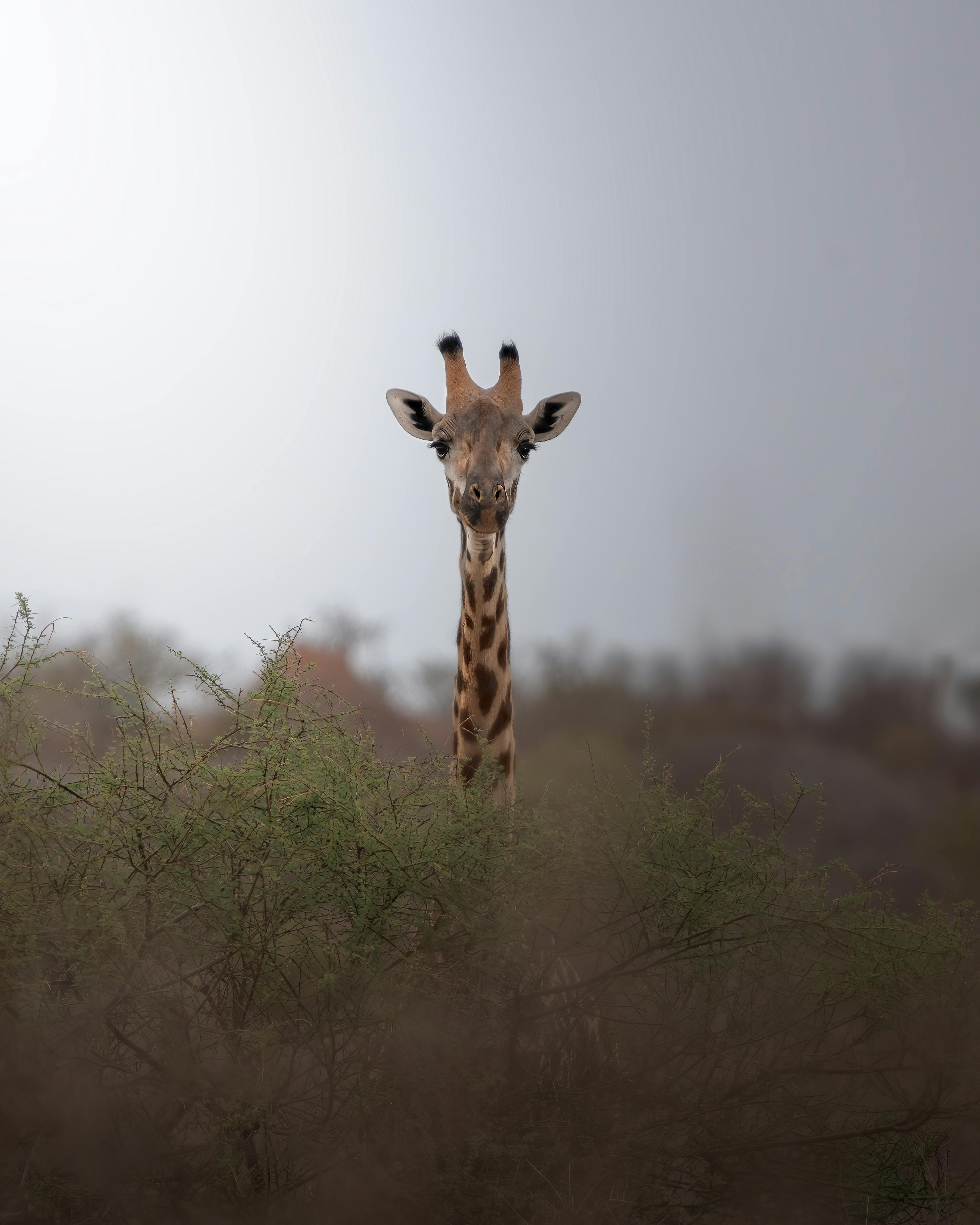Gratis stockfoto van acaciastruik, afbeelding van een giraf, afrika ...
