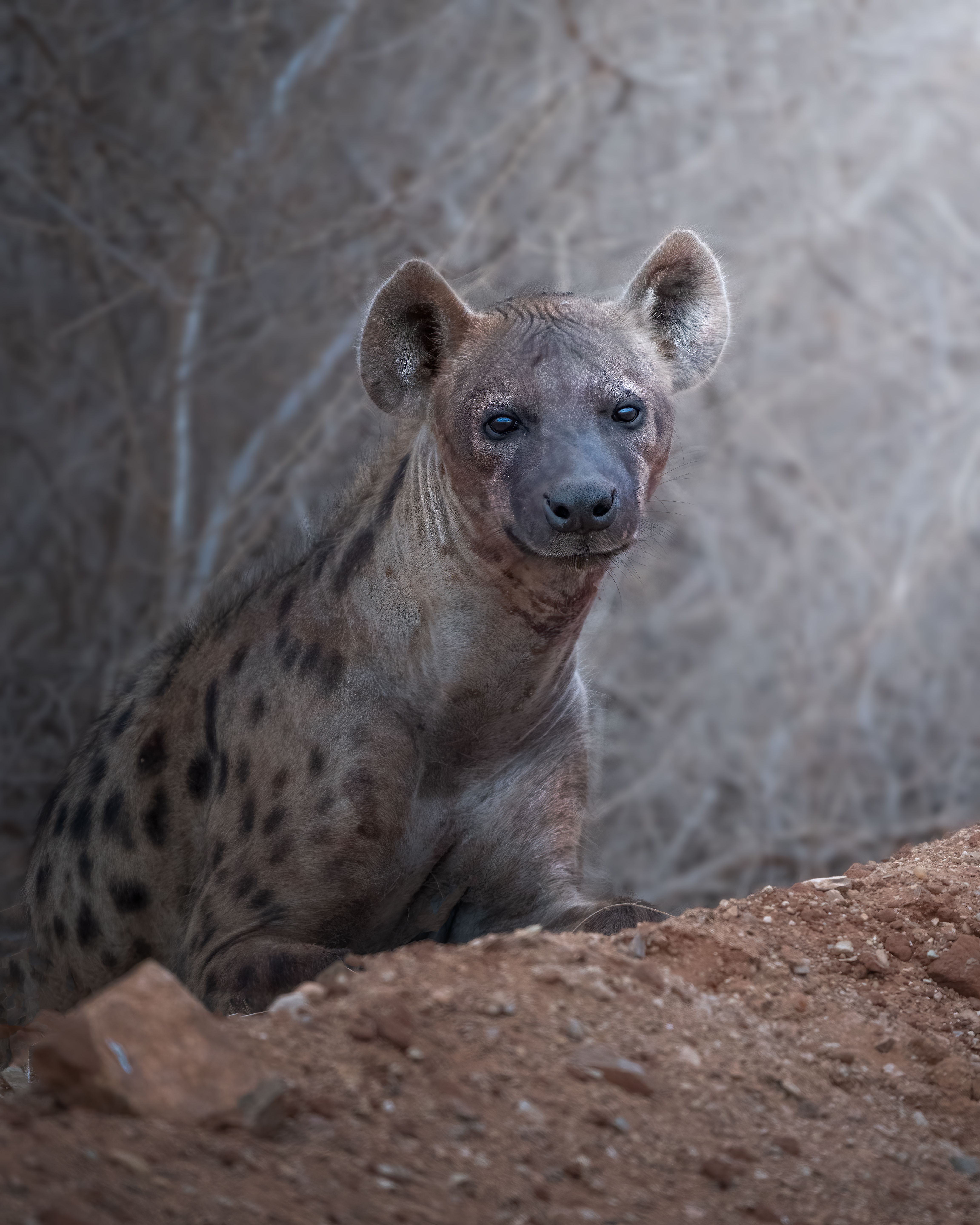 Hyena · Free Stock Photo