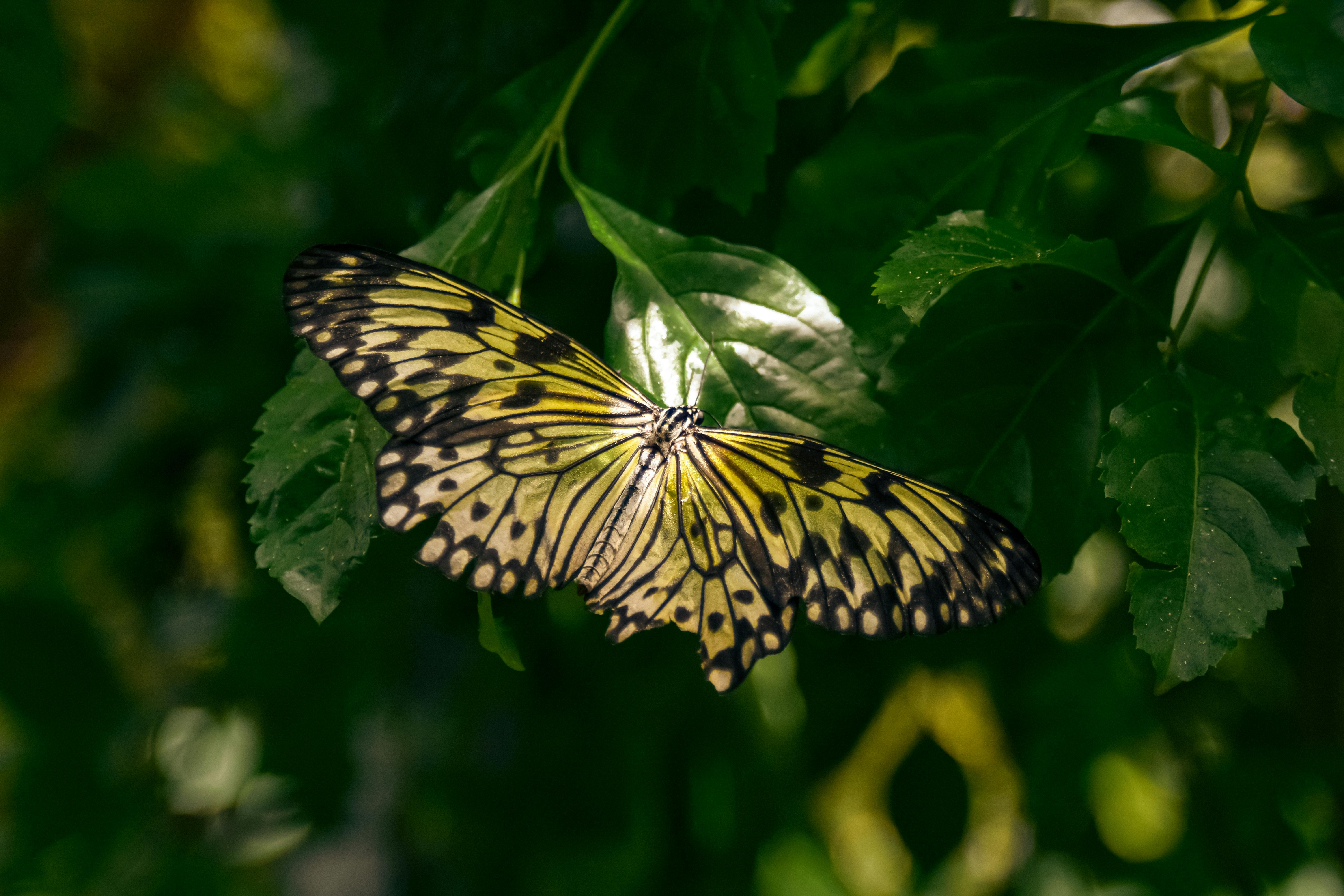 A Butterfly on a Leaf · Free Stock Photo