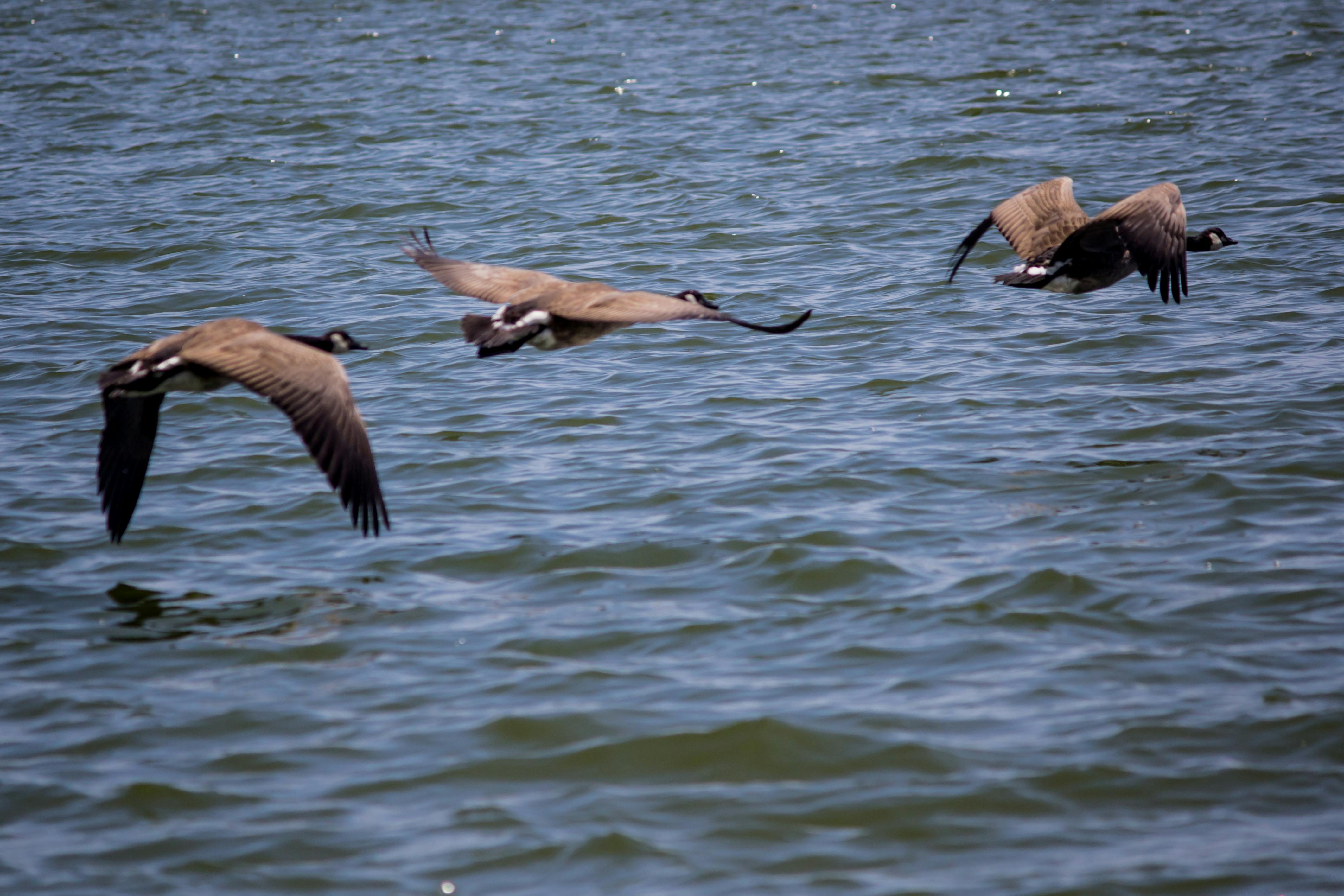 Free stock photo of flying, geese