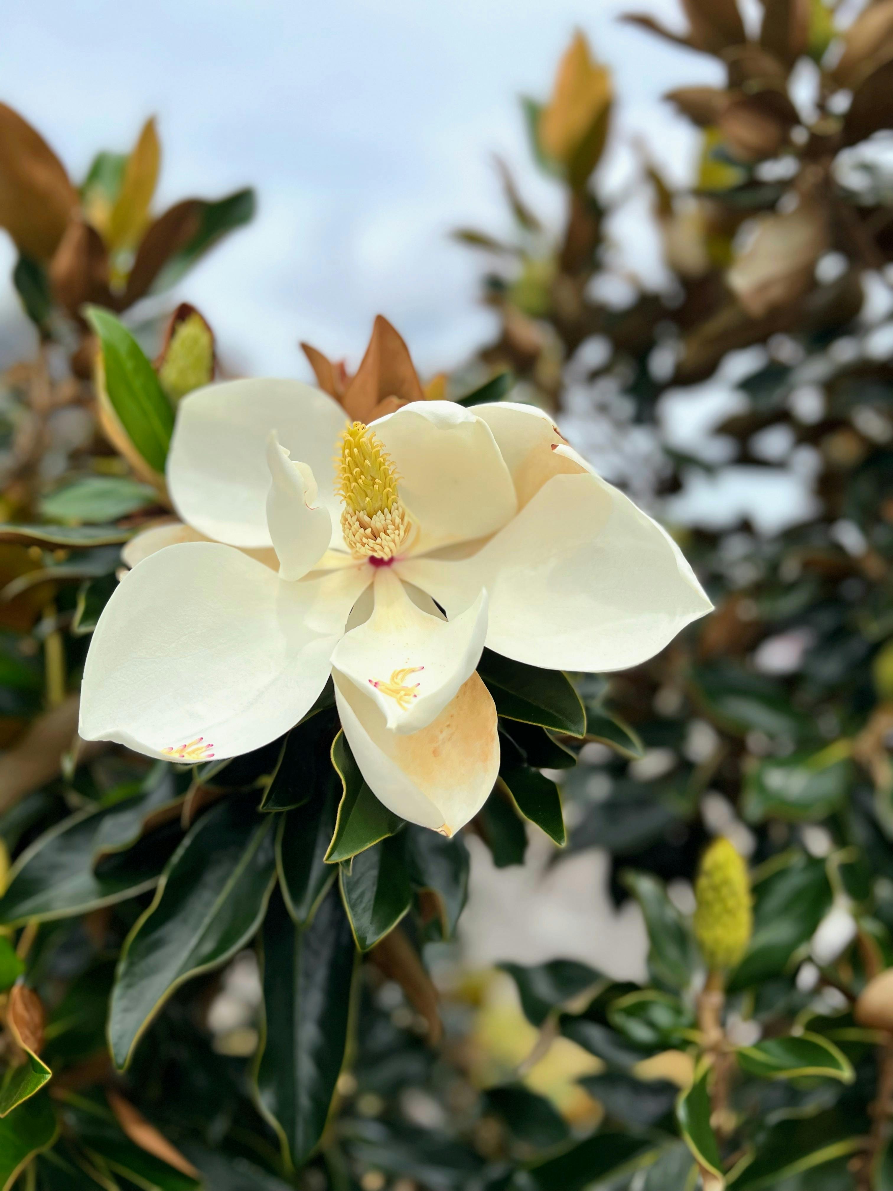 White Yulan Magnolia Flower in Close-up Photography · Free Stock Photo