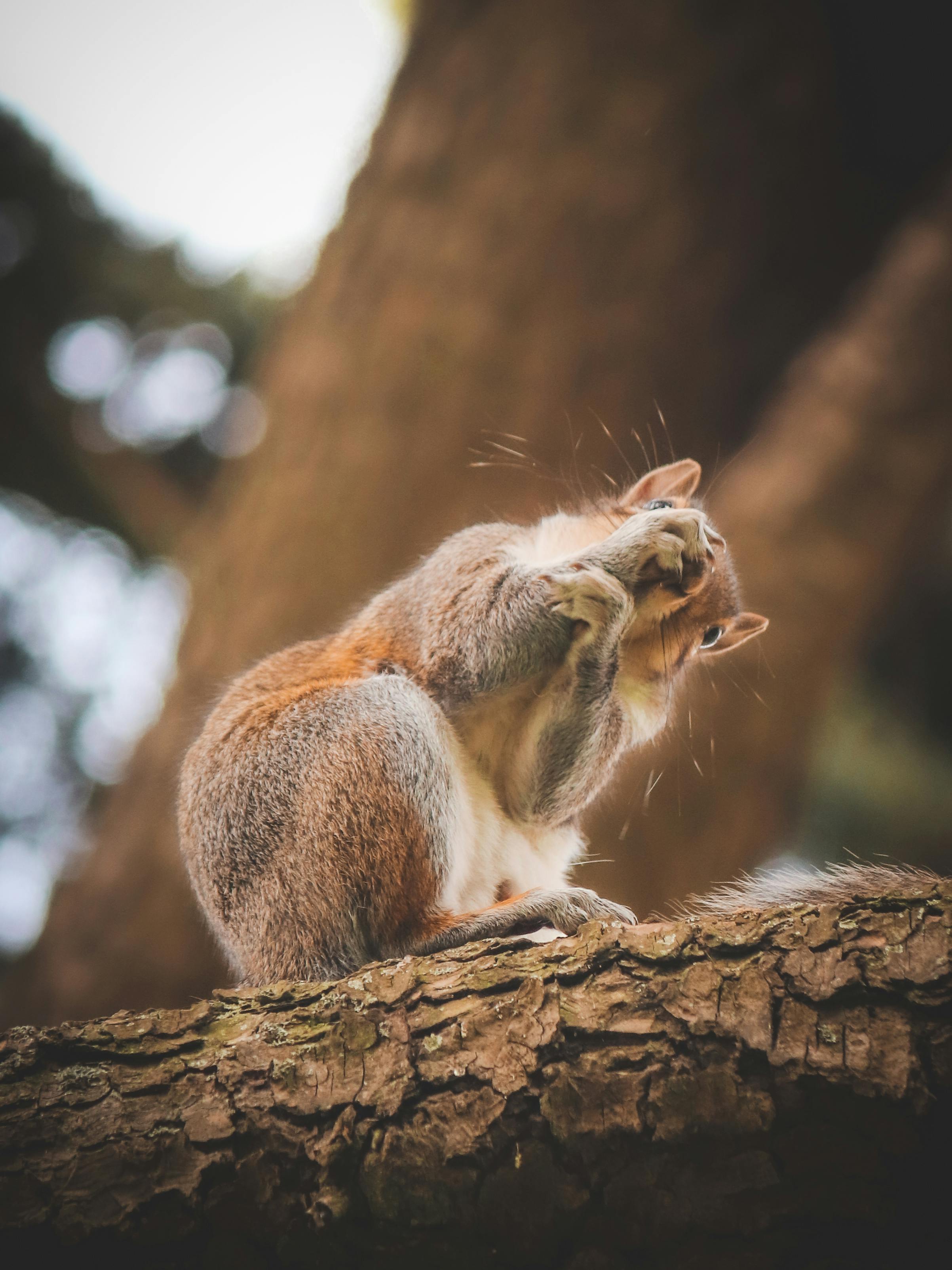 Close Up Photo of Chipmunk on Tree Branch · Free Stock Photo