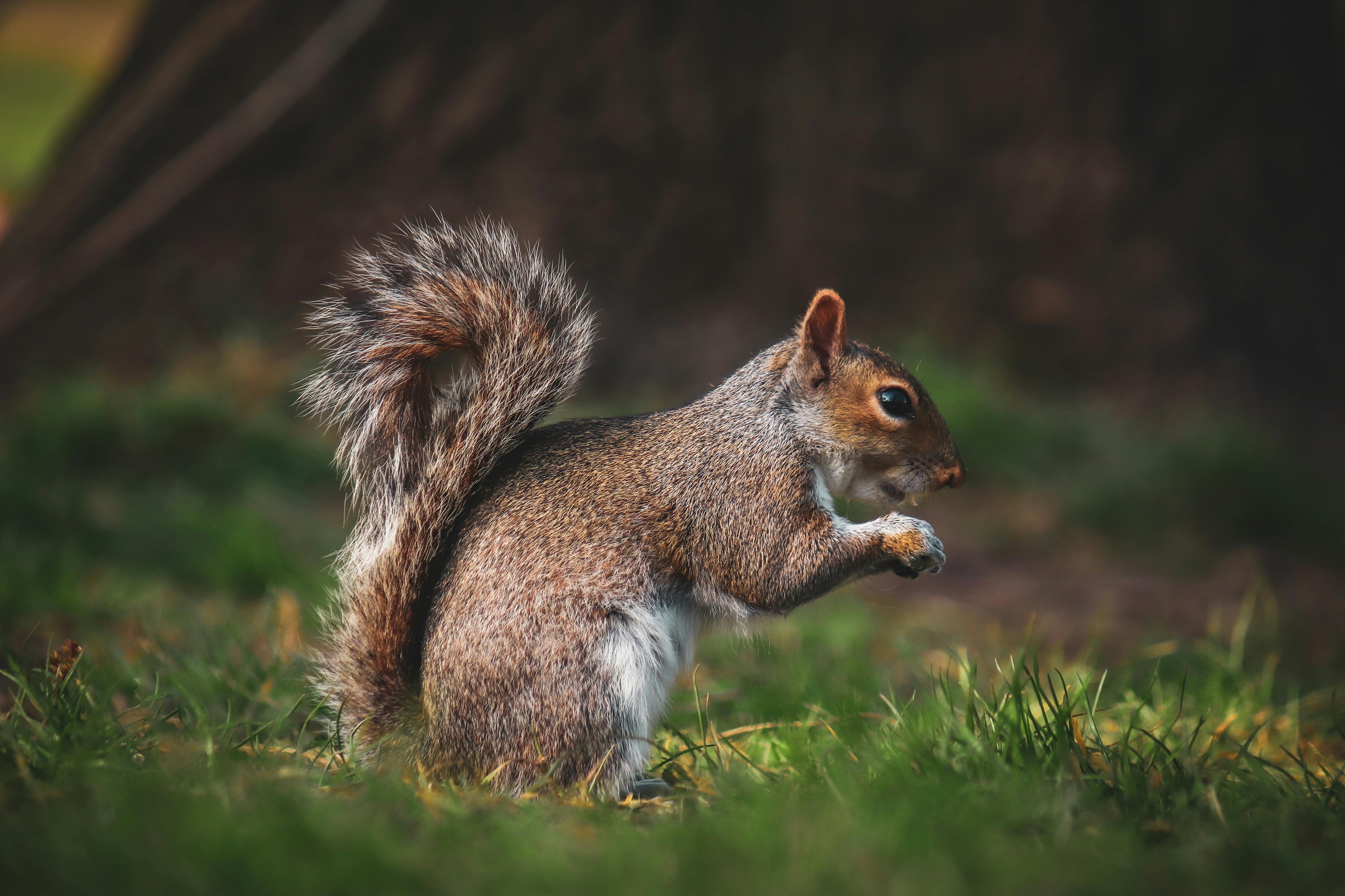 A Close-Up Shot of a Wood Lemming · Free Stock Photo