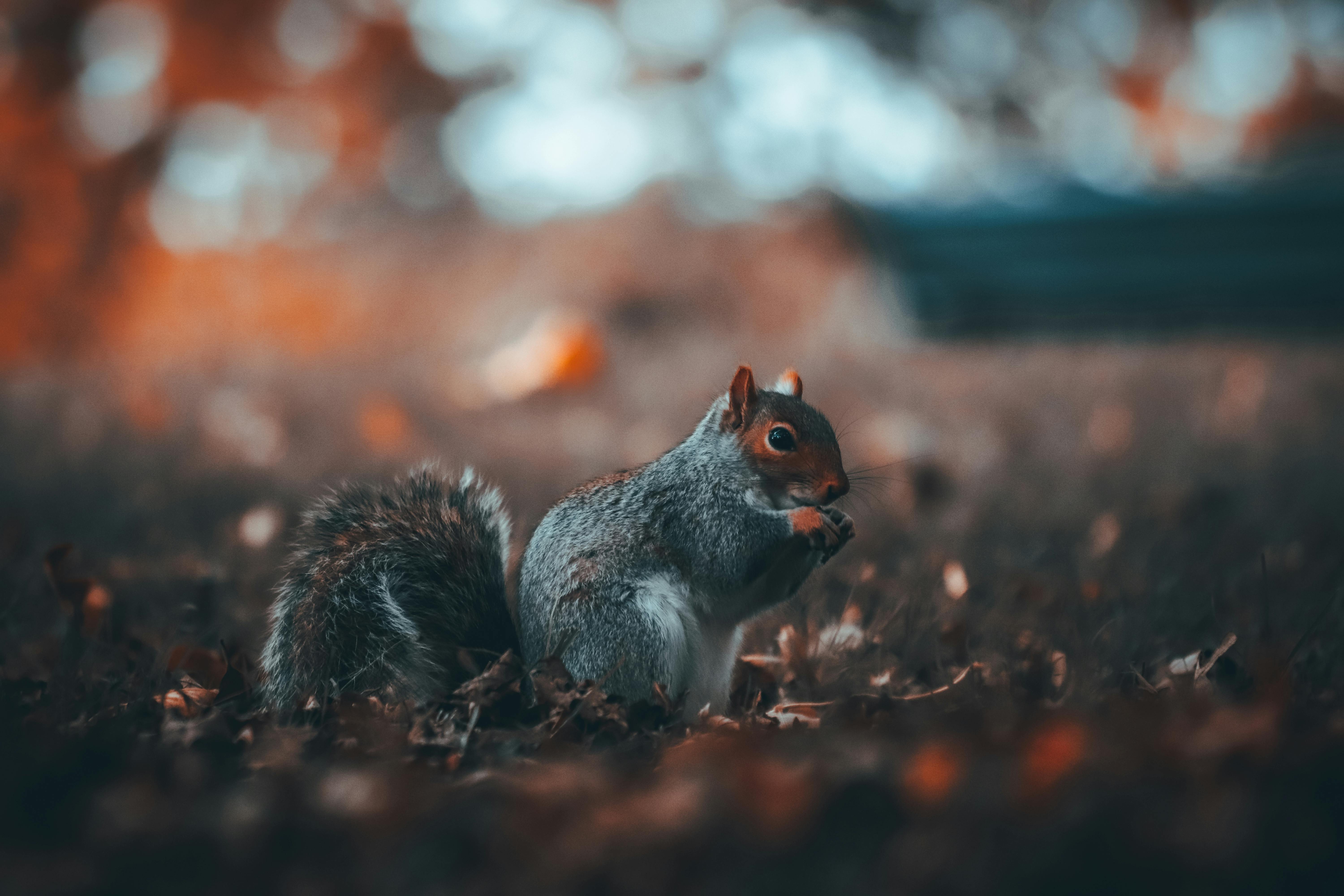 Gray Squirrel · Free Stock Photo