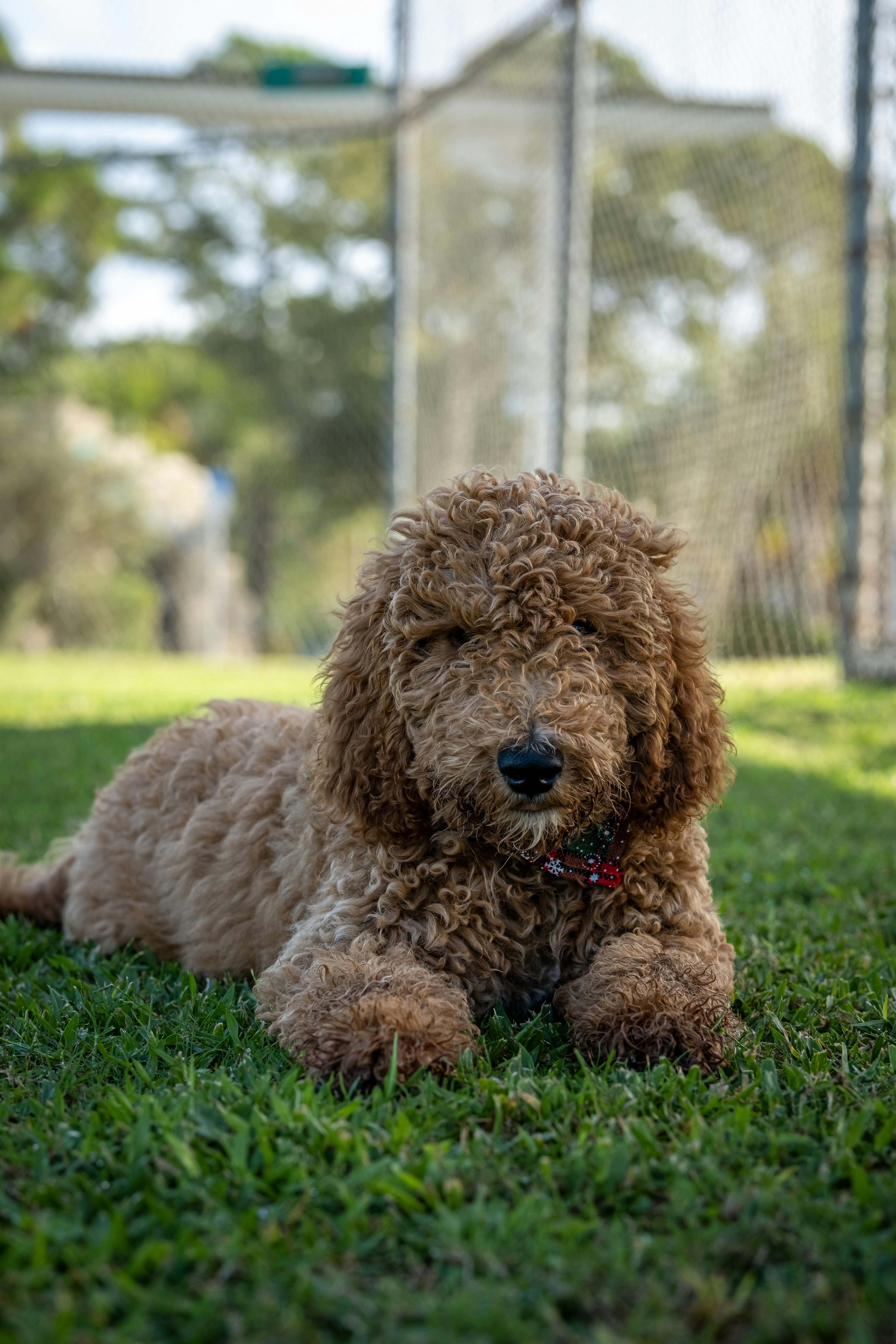 Photo of Poodle On Grass Field · Free Stock Photo