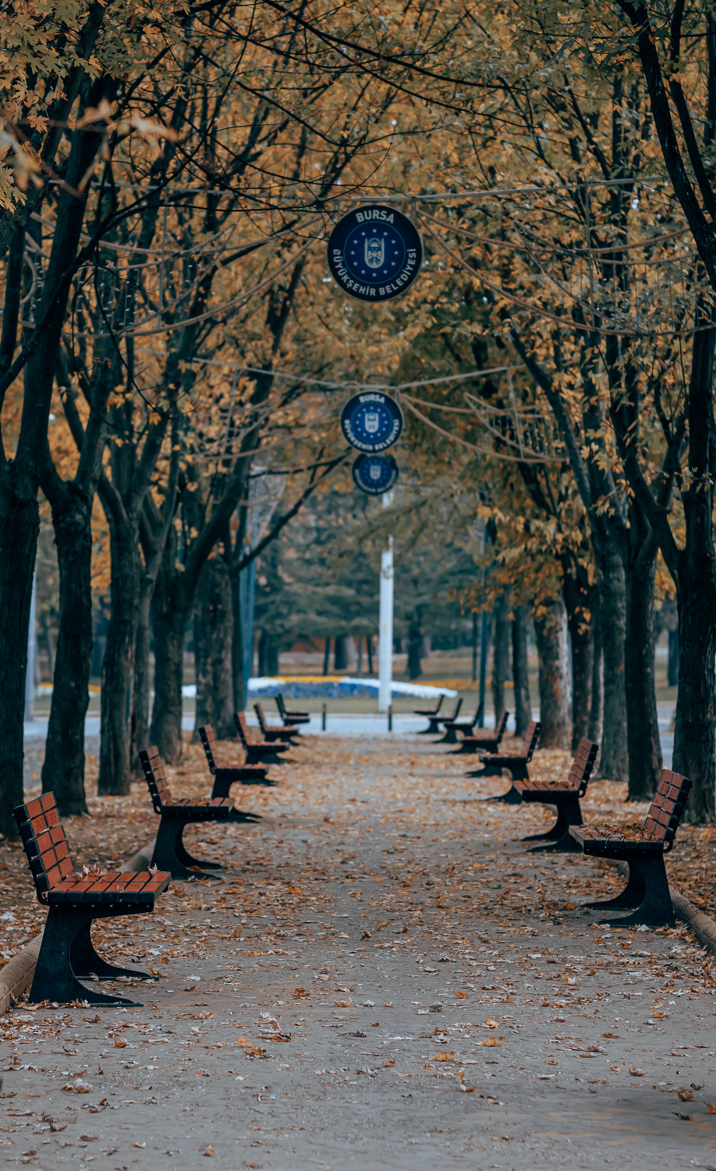 Photo of a Trees Near Benches · Free Stock Photo