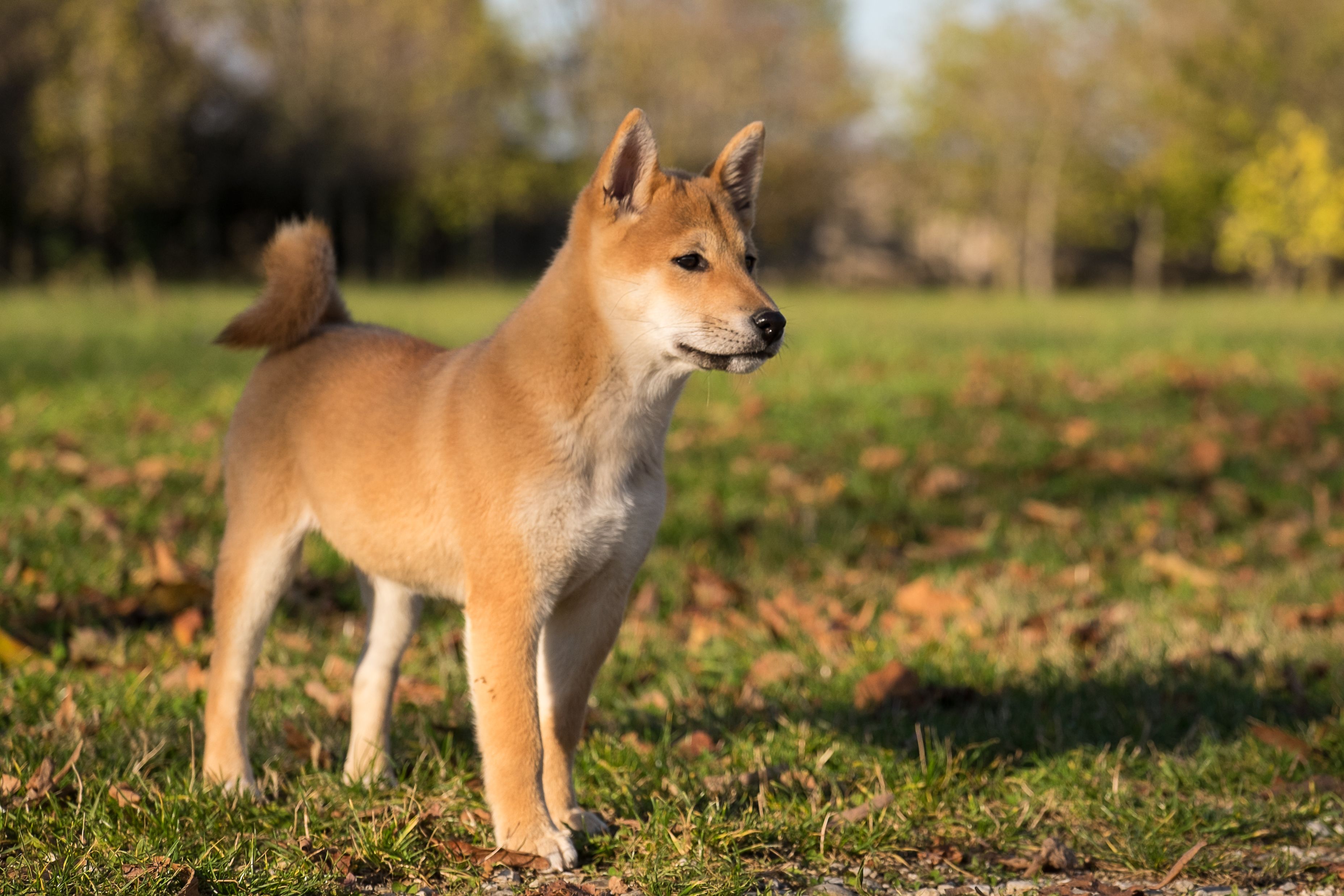 Australia Dog Photos, Download Free Australia Dog Stock Photos & HD Images