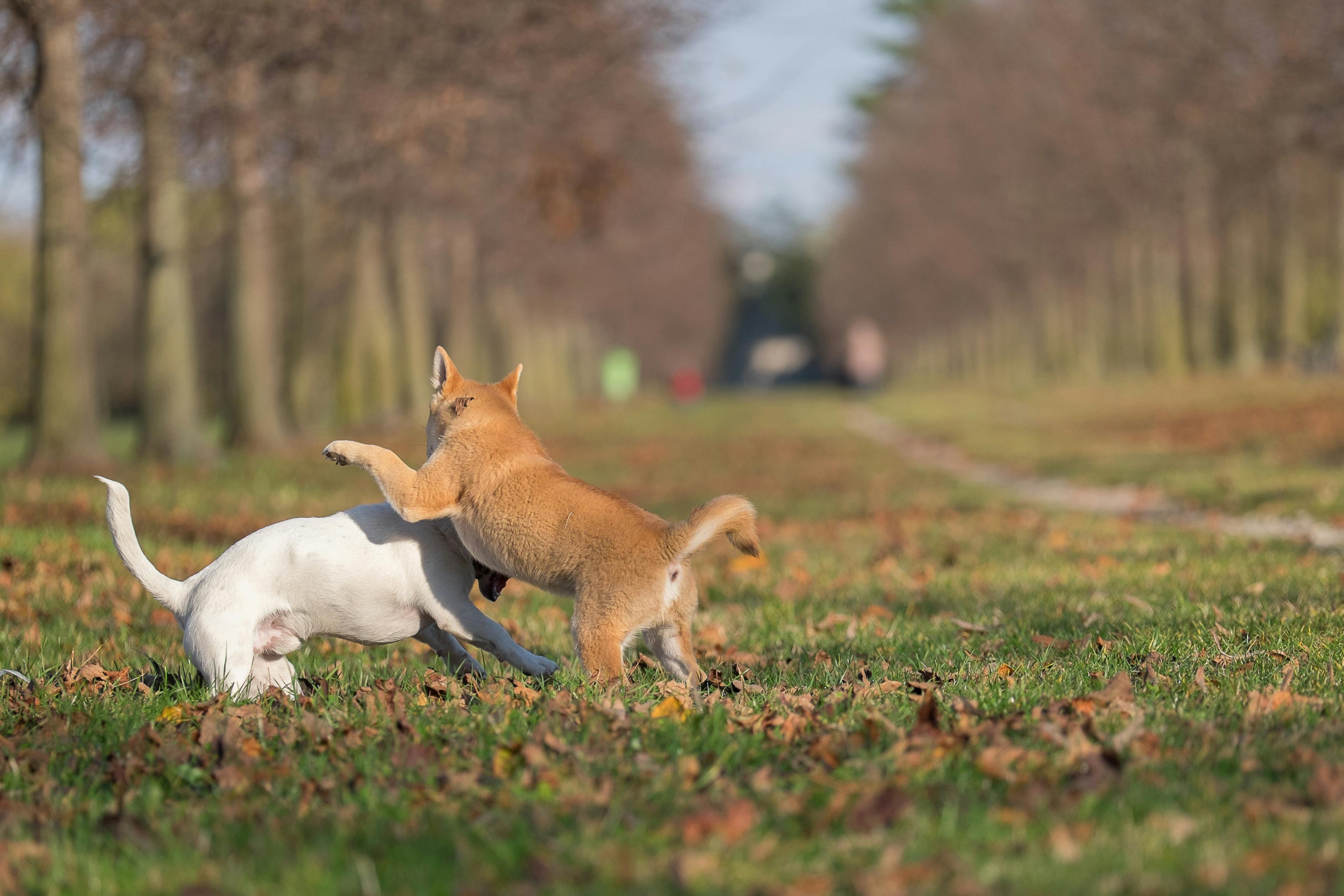 Easy Dogs Drawings Photos, Download Free Easy Dogs Drawings Stock ...