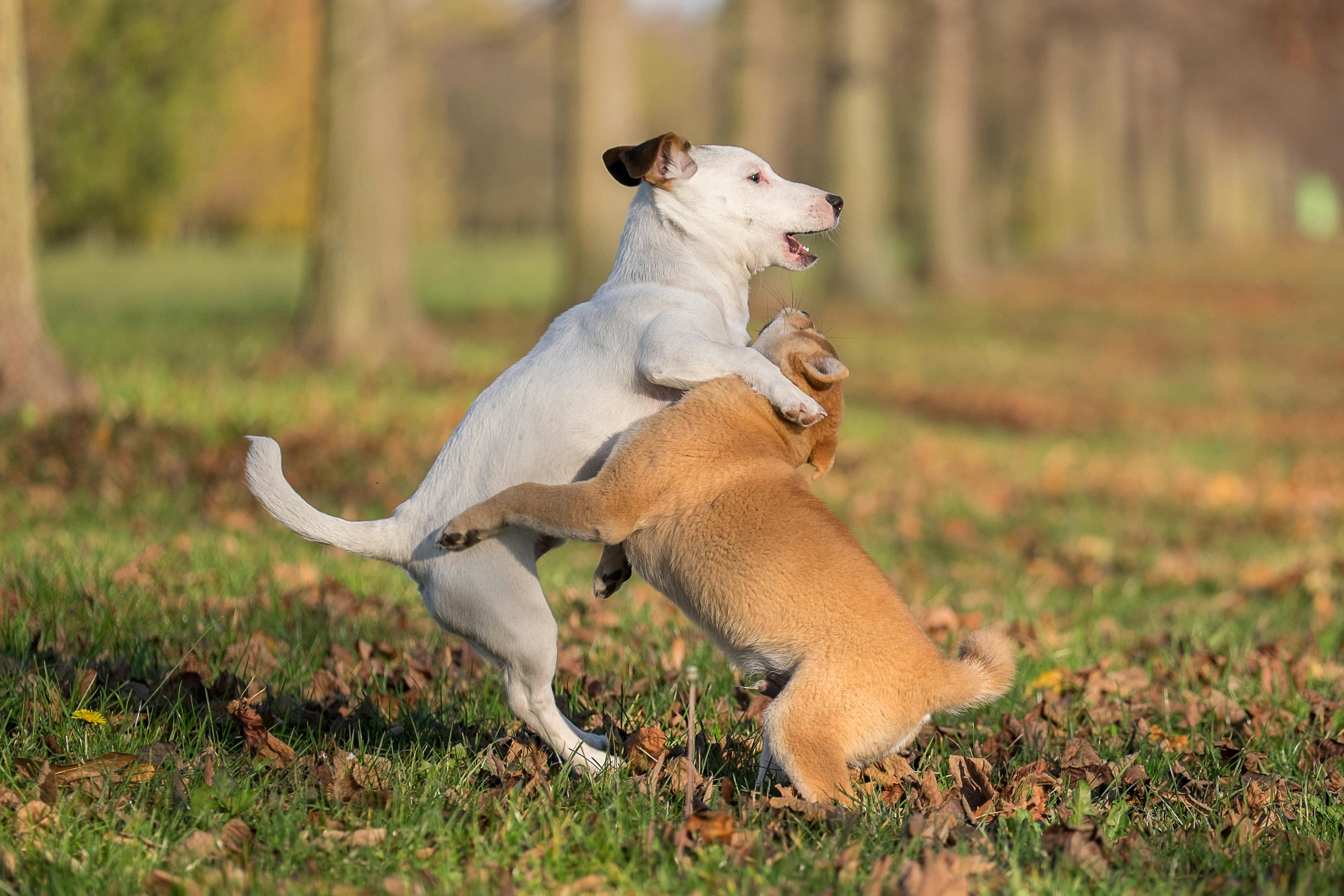 Easy Dogs Drawings Photos, Download Free Easy Dogs Drawings Stock ...