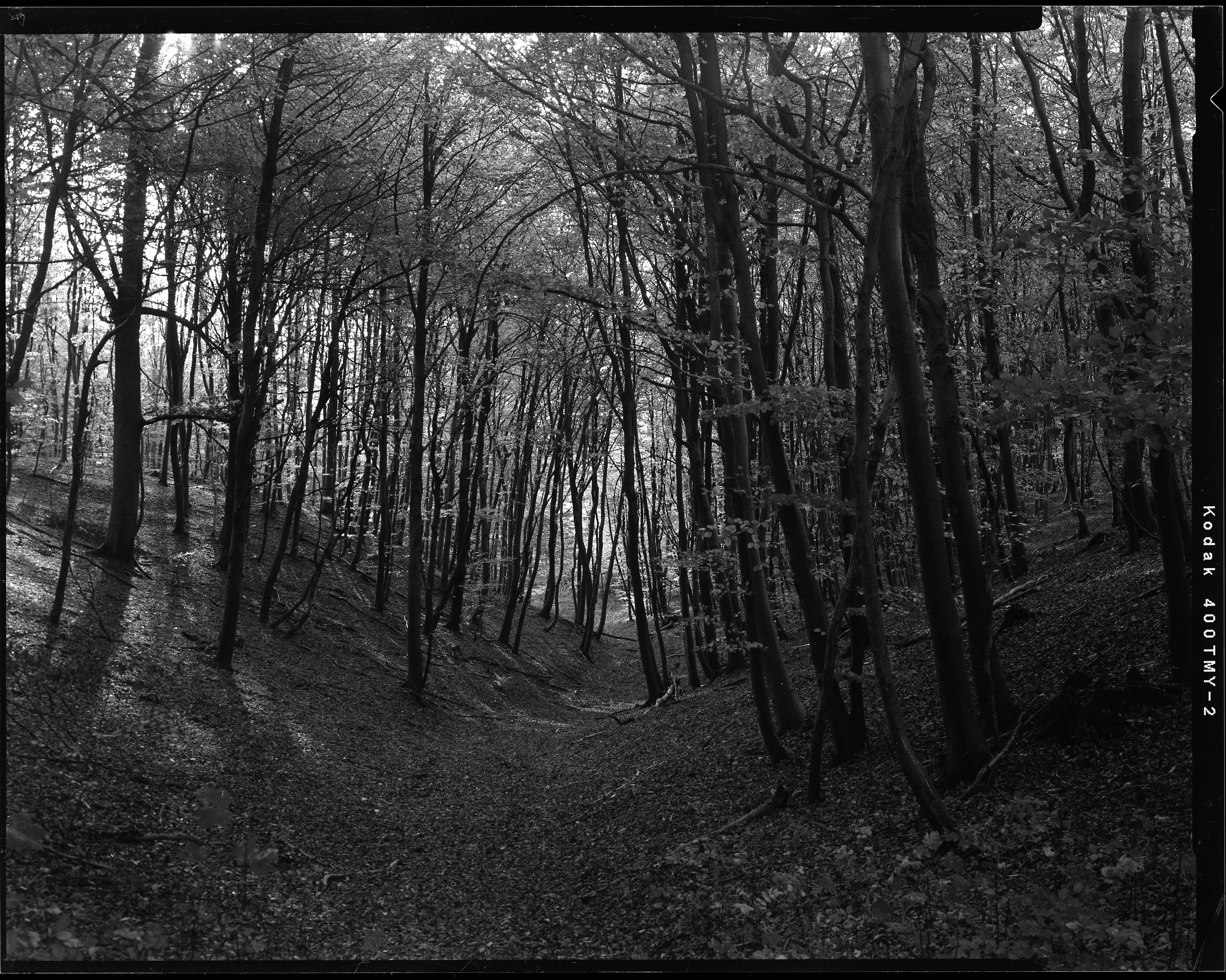 Grayscale Photo of Trees in the Forest · Free Stock Photo