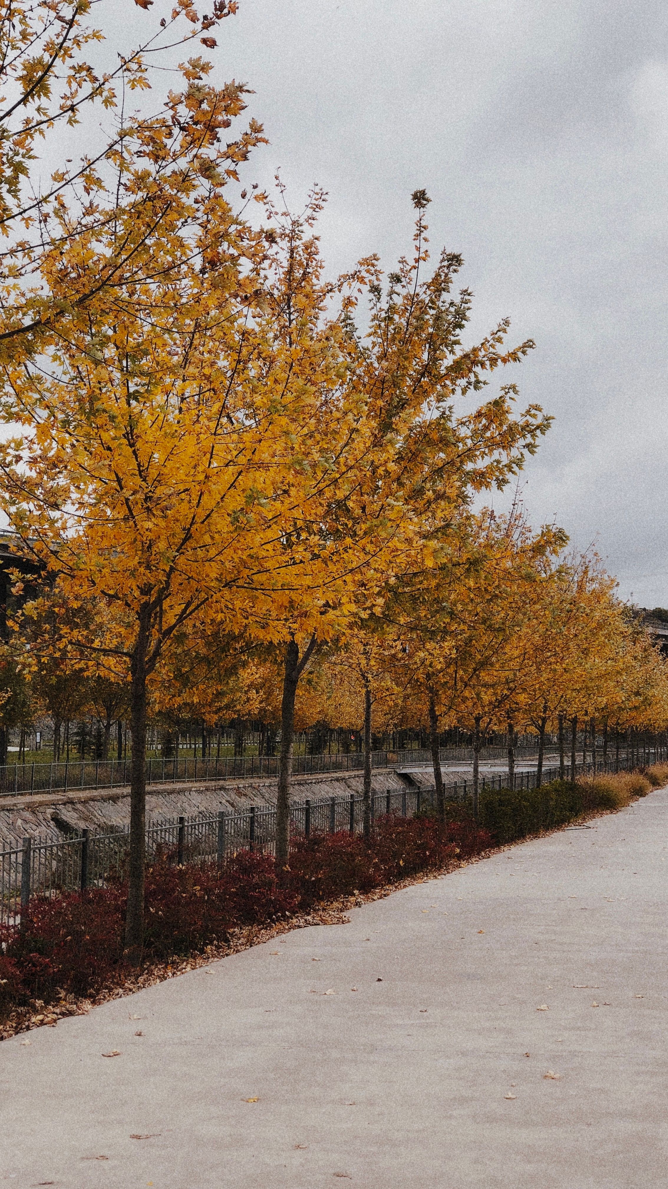 Yellow Leaf Trees Near the Road · Free Stock Photo