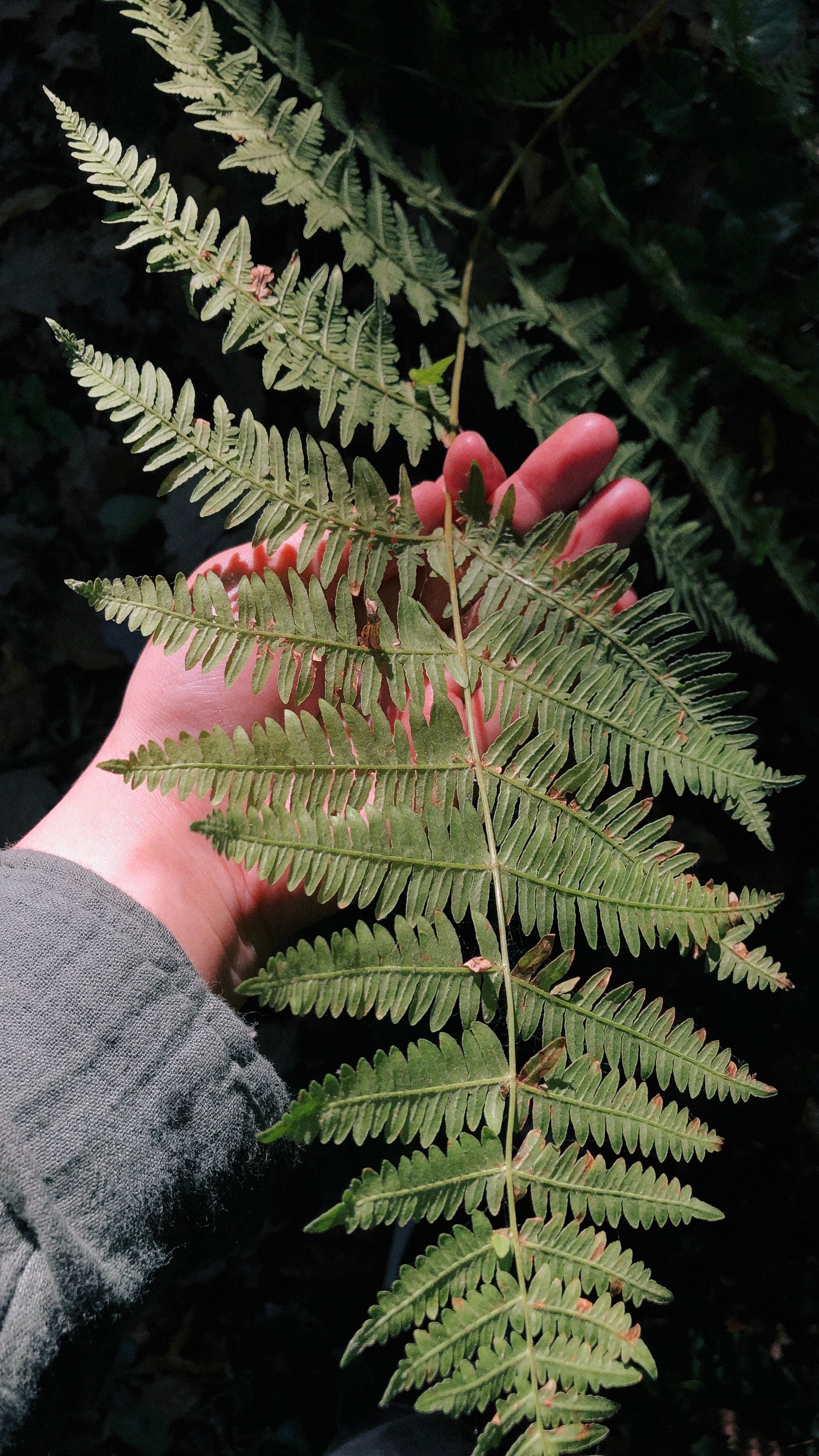 Person Holding Green Fern Leaves · Free Stock Photo