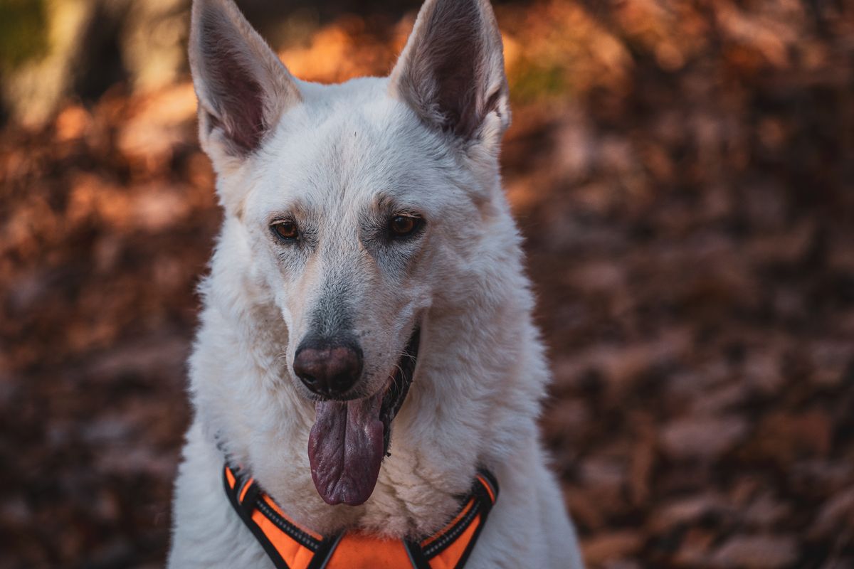 Discover the Alsatian Dog: History, Temperament, and Care