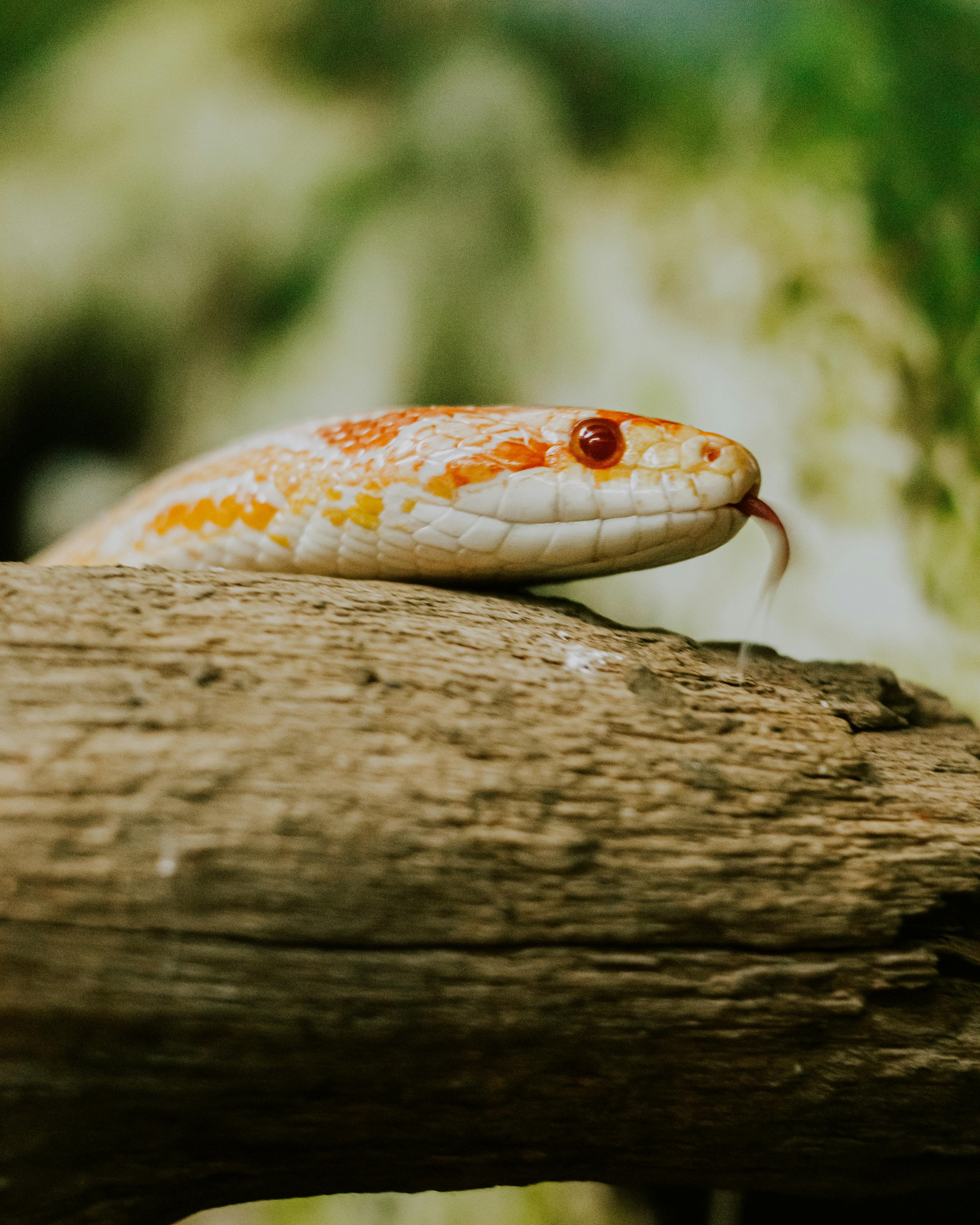 White and Orange Snake in Close Up Shot · Free Stock Photo