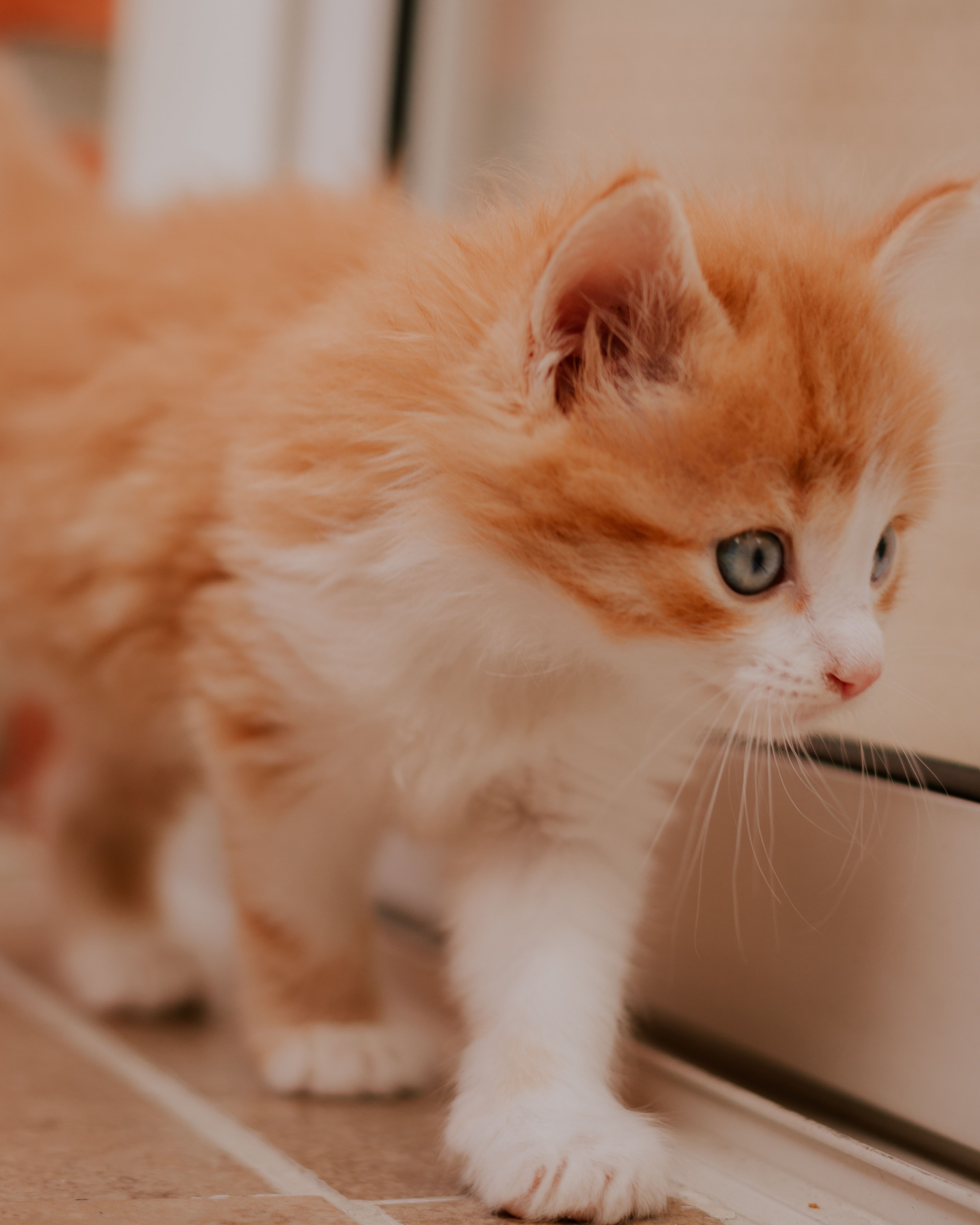 Brown Tabby Cat Looking at a Fish Stall · Free Stock Photo