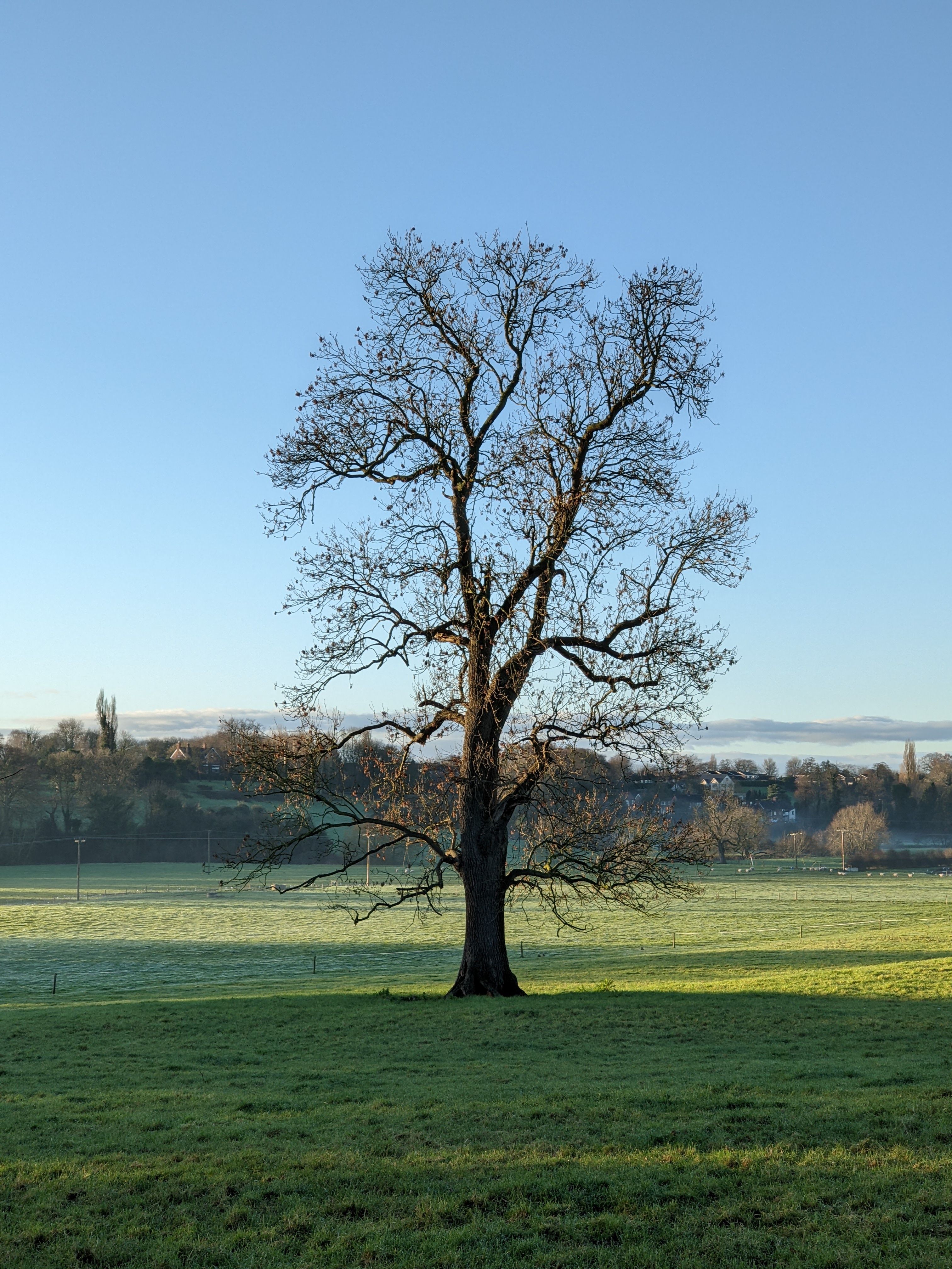 Leafless Tree on Grass Field · Free Stock Photo