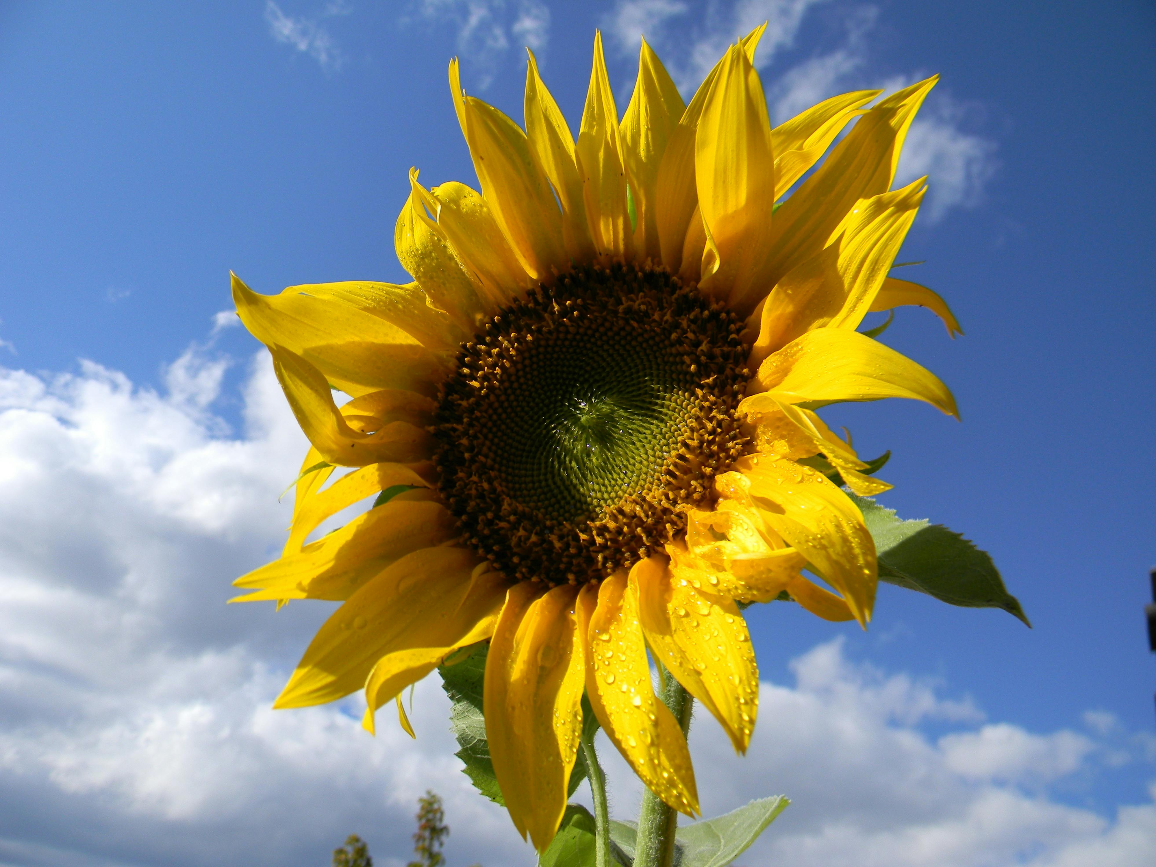 Close-up of a Sunflower · Free Stock Photo