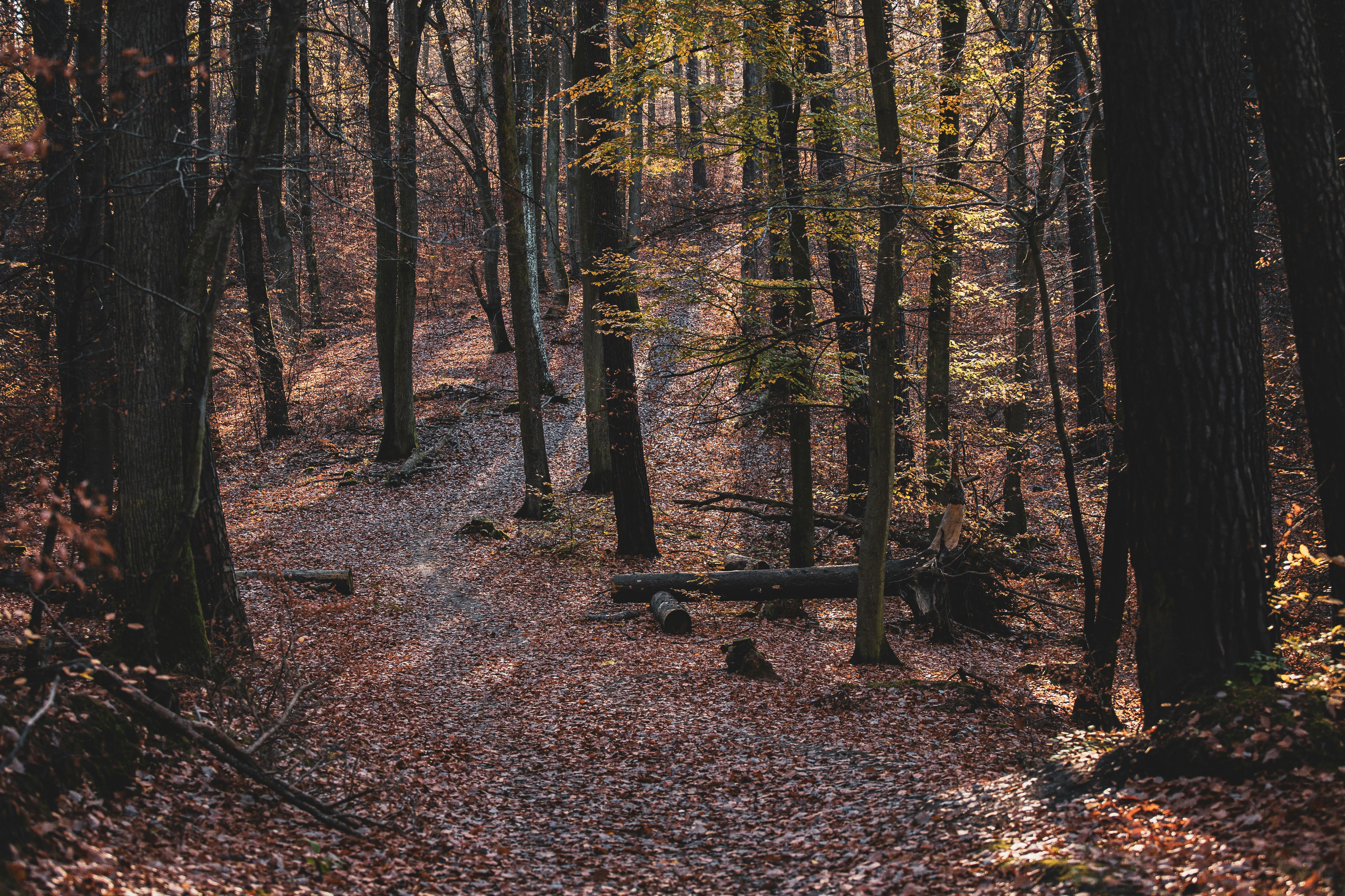 Brown Trees in the Forest · Free Stock Photo