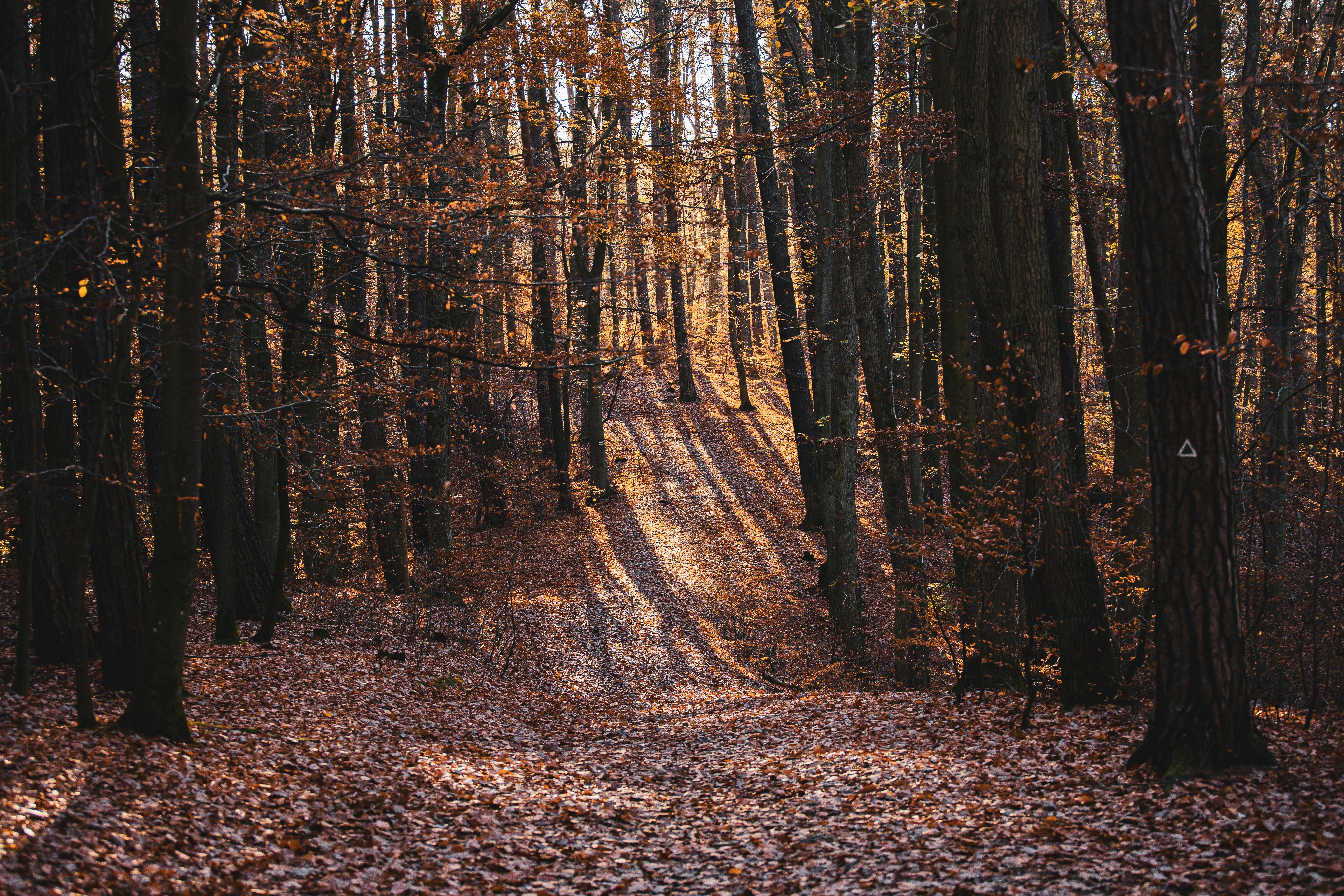 Brown Trees in the Forest · Free Stock Photo