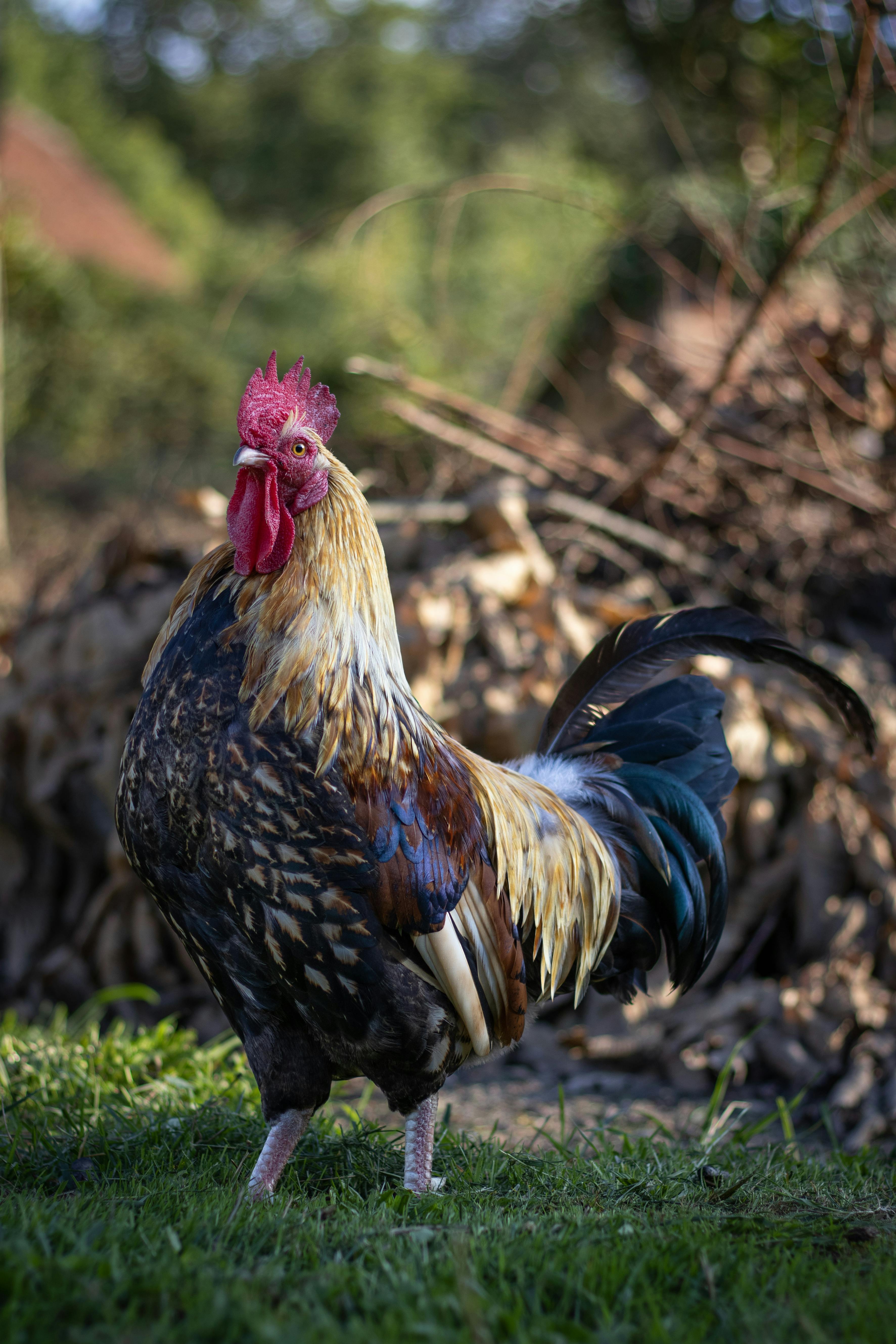 Ameraucana Rooster Photos, Download The BEST Free Ameraucana Rooster ...