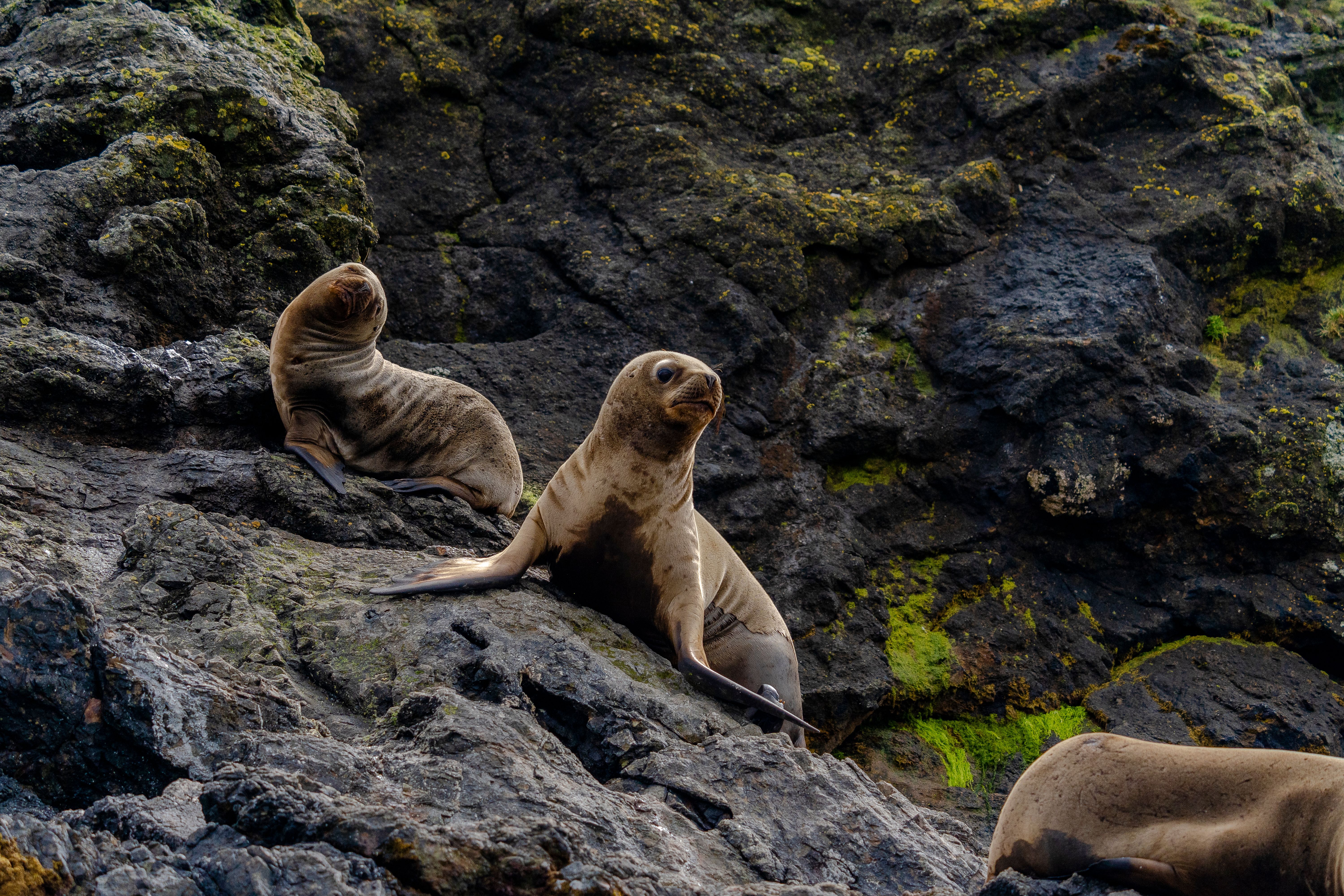 Sea Seals Photos, Download The BEST Free Sea Seals Stock Photos & HD Images