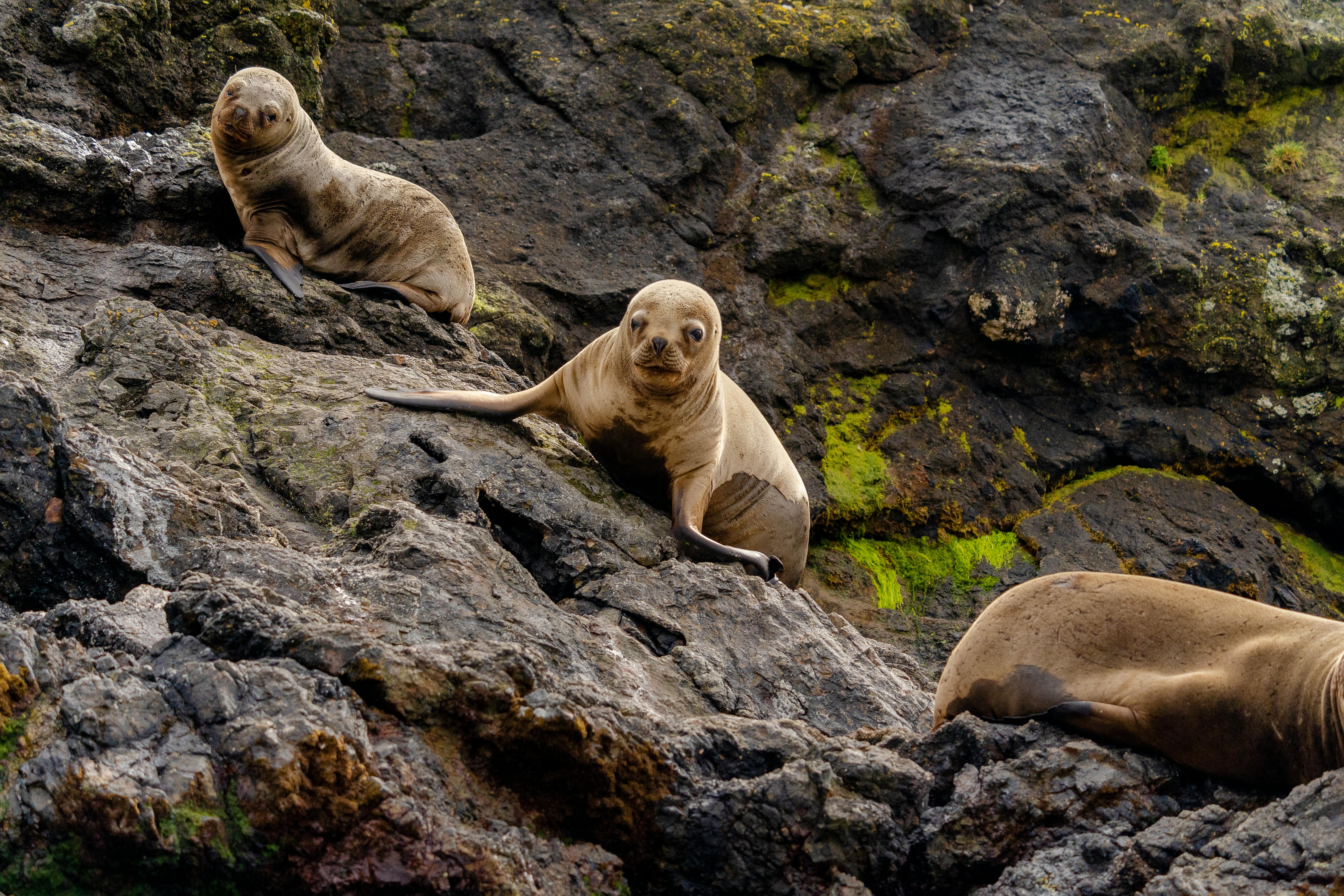 Sea Seals on Rock · Free Stock Photo