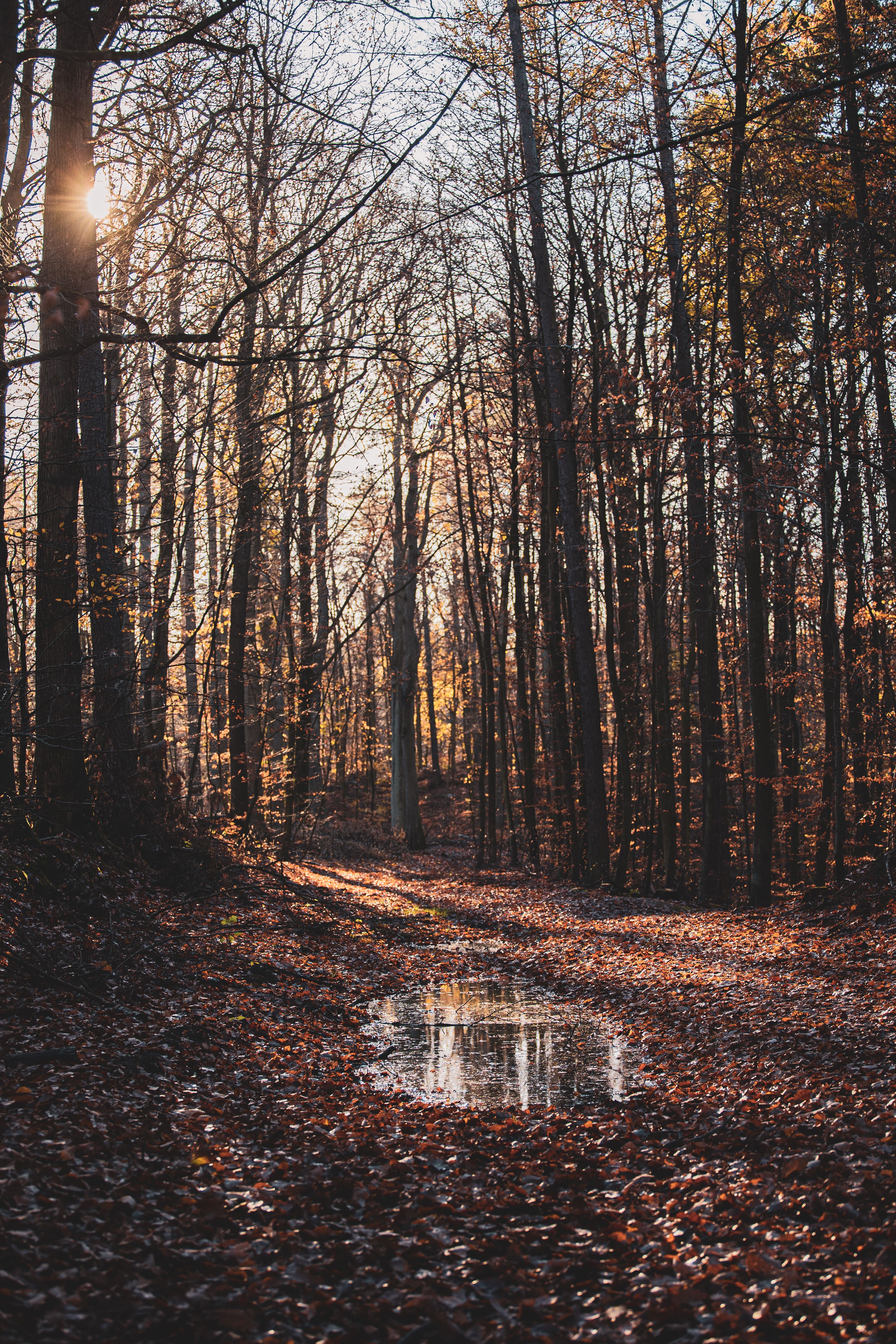 View of an Autumnal Forest with a Puddle on the Pathway · Free Stock Photo