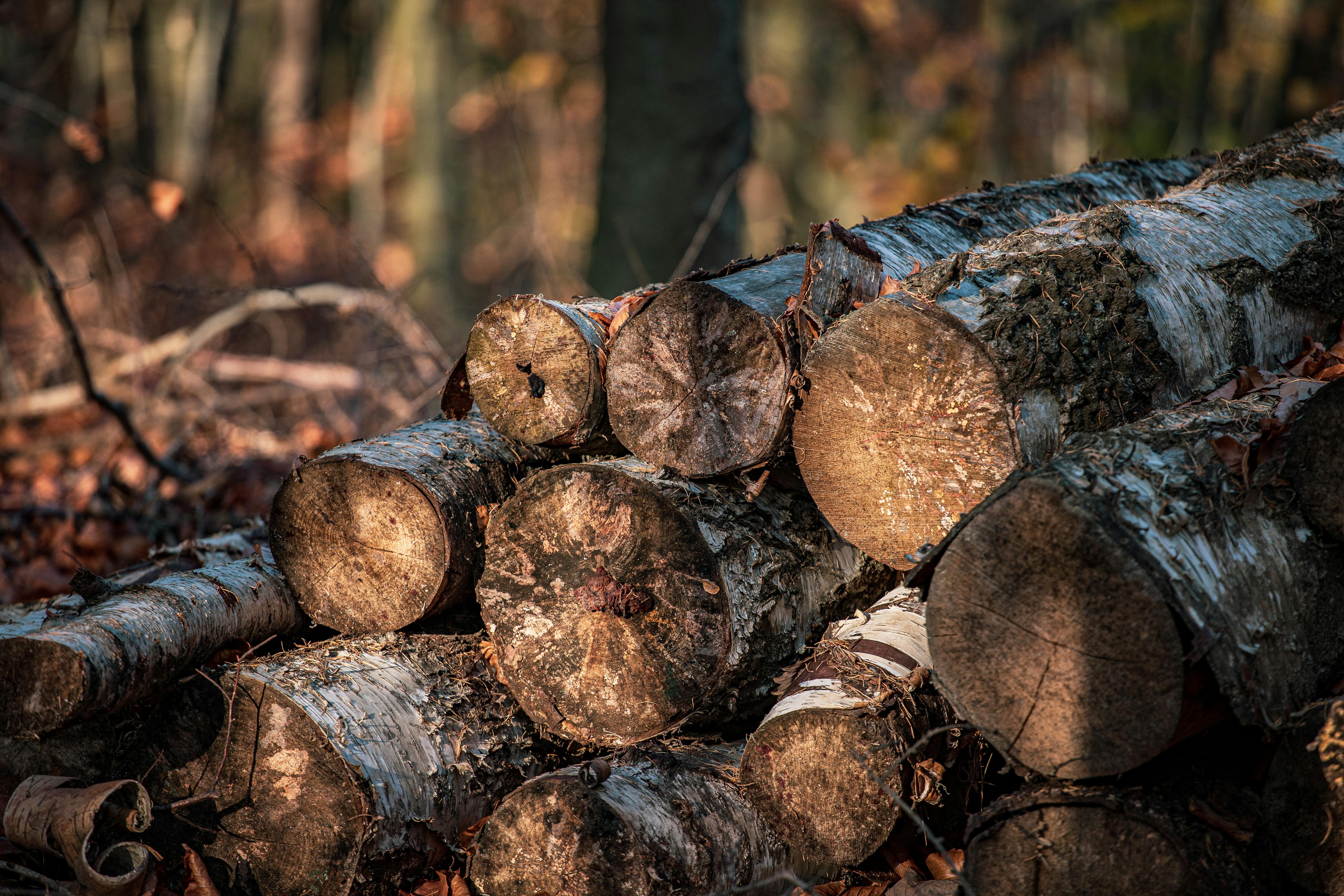 A Stack of Gray Tree Logs · Free Stock Photo