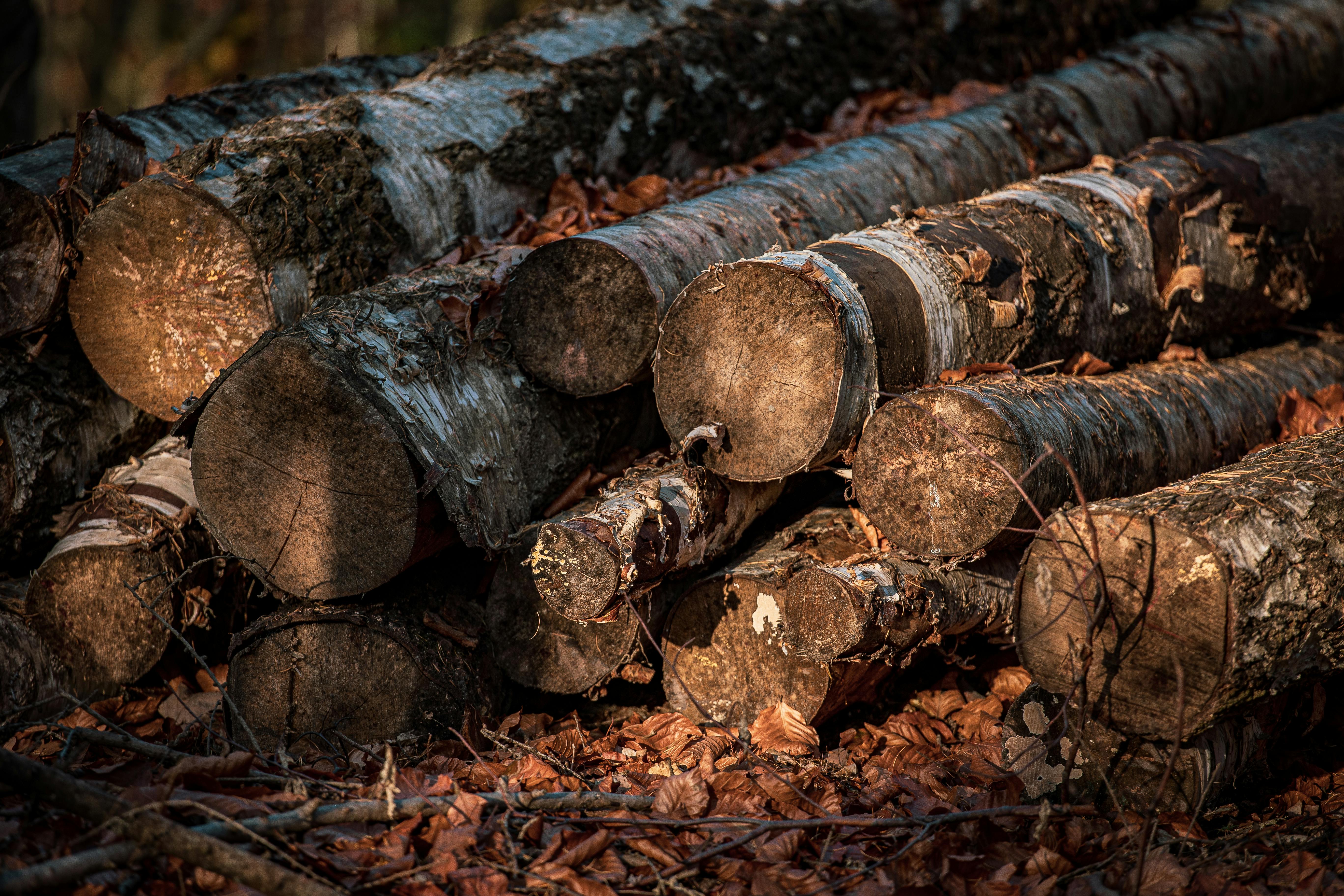 Close-up of a Pile of Tree Logs in a Forest · Free Stock Photo