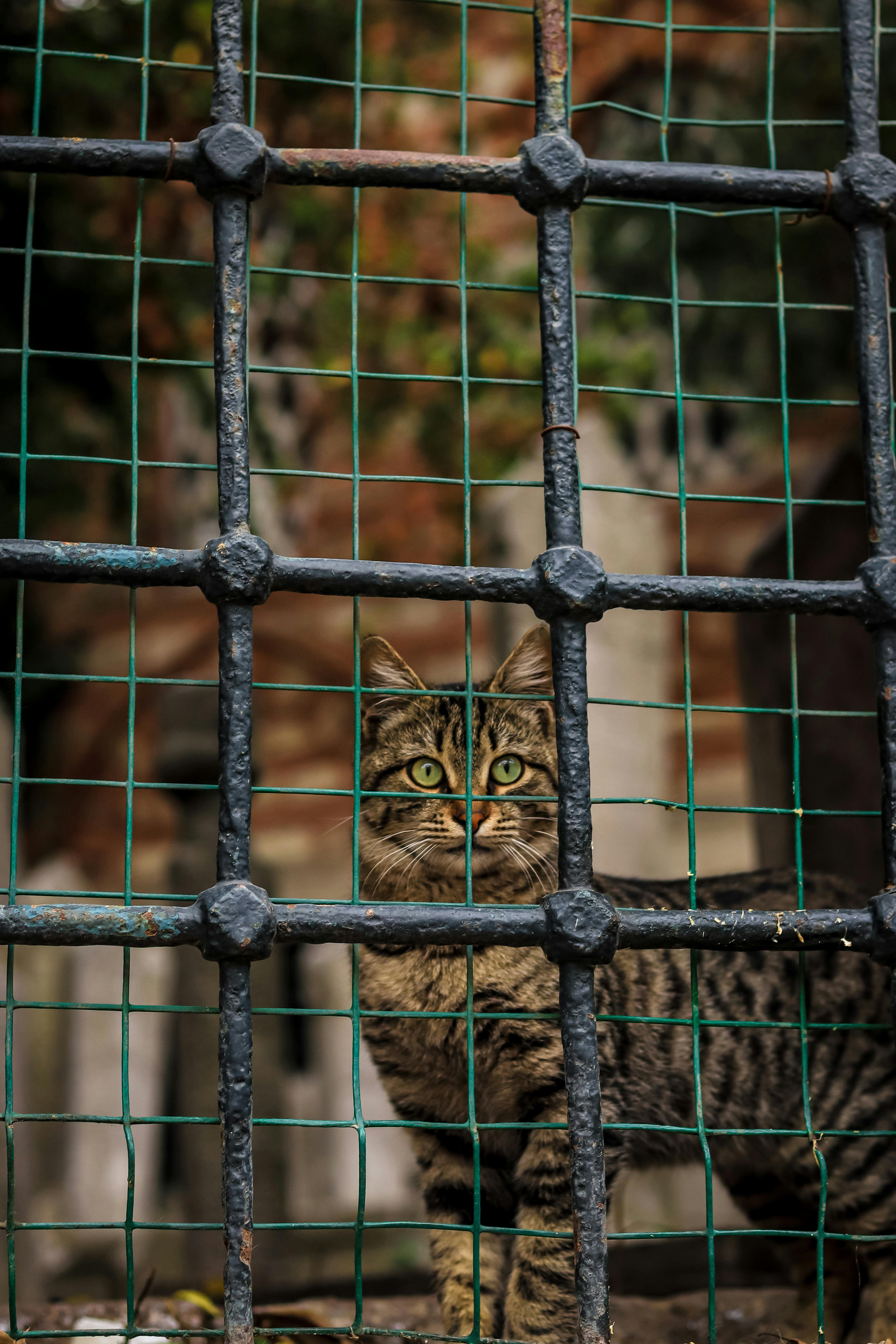 Brown Tabby Cat Standing Behind Black Metal Grills · Free Stock Photo