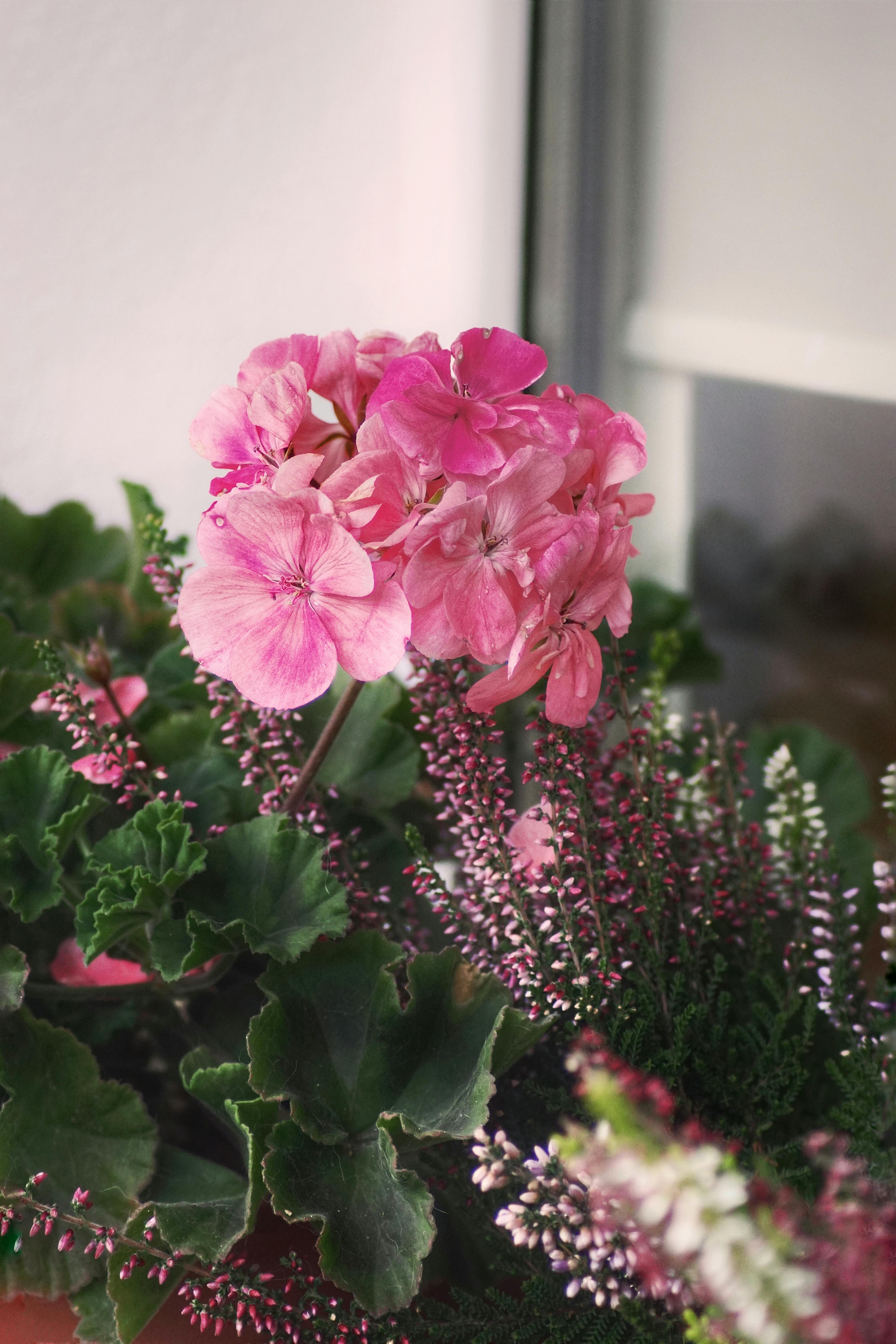 Blooming Pink Rose Geranium Plant · Free Stock Photo
