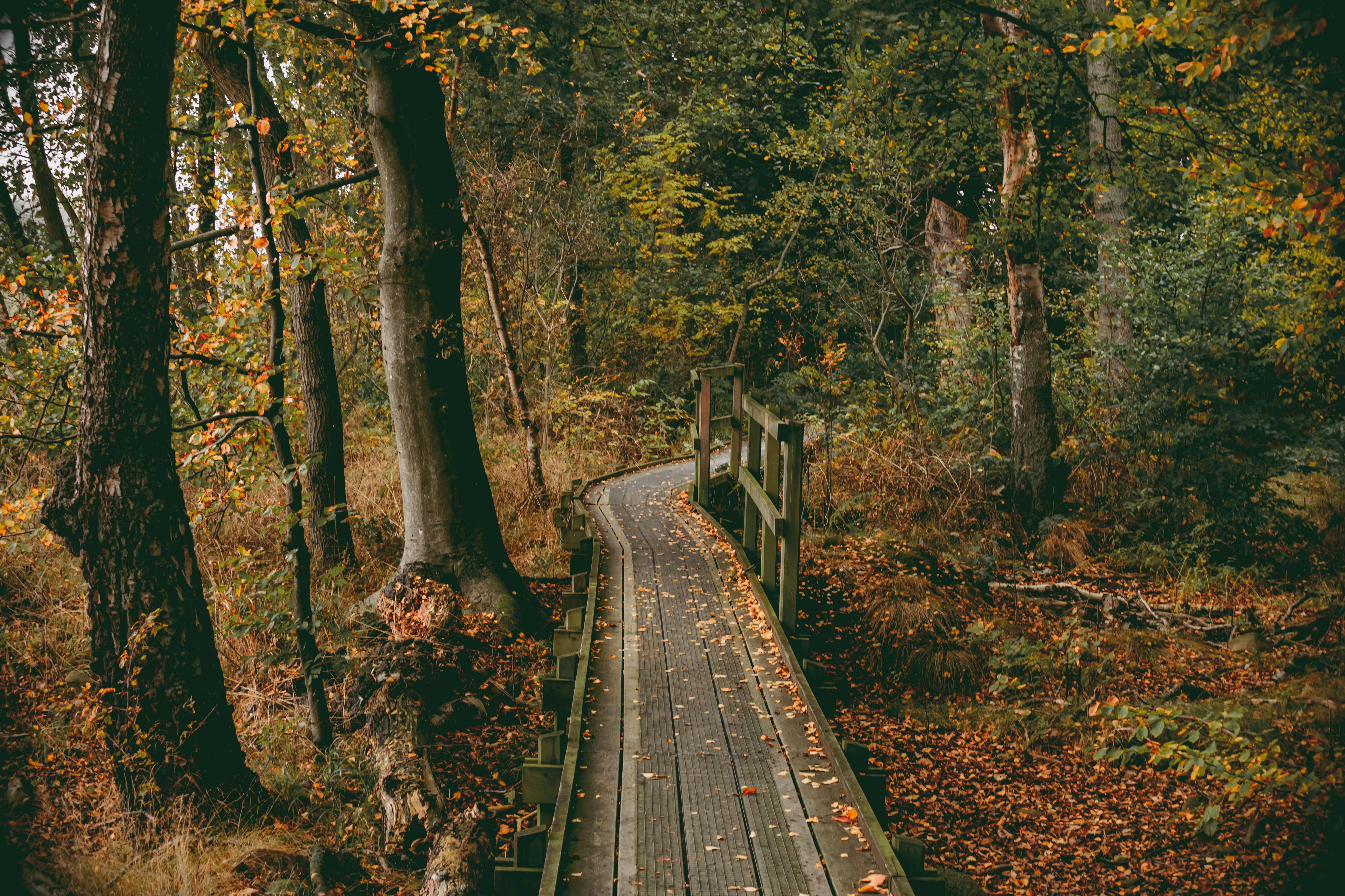 Wooden Pathway in the Woods · Free Stock Photo