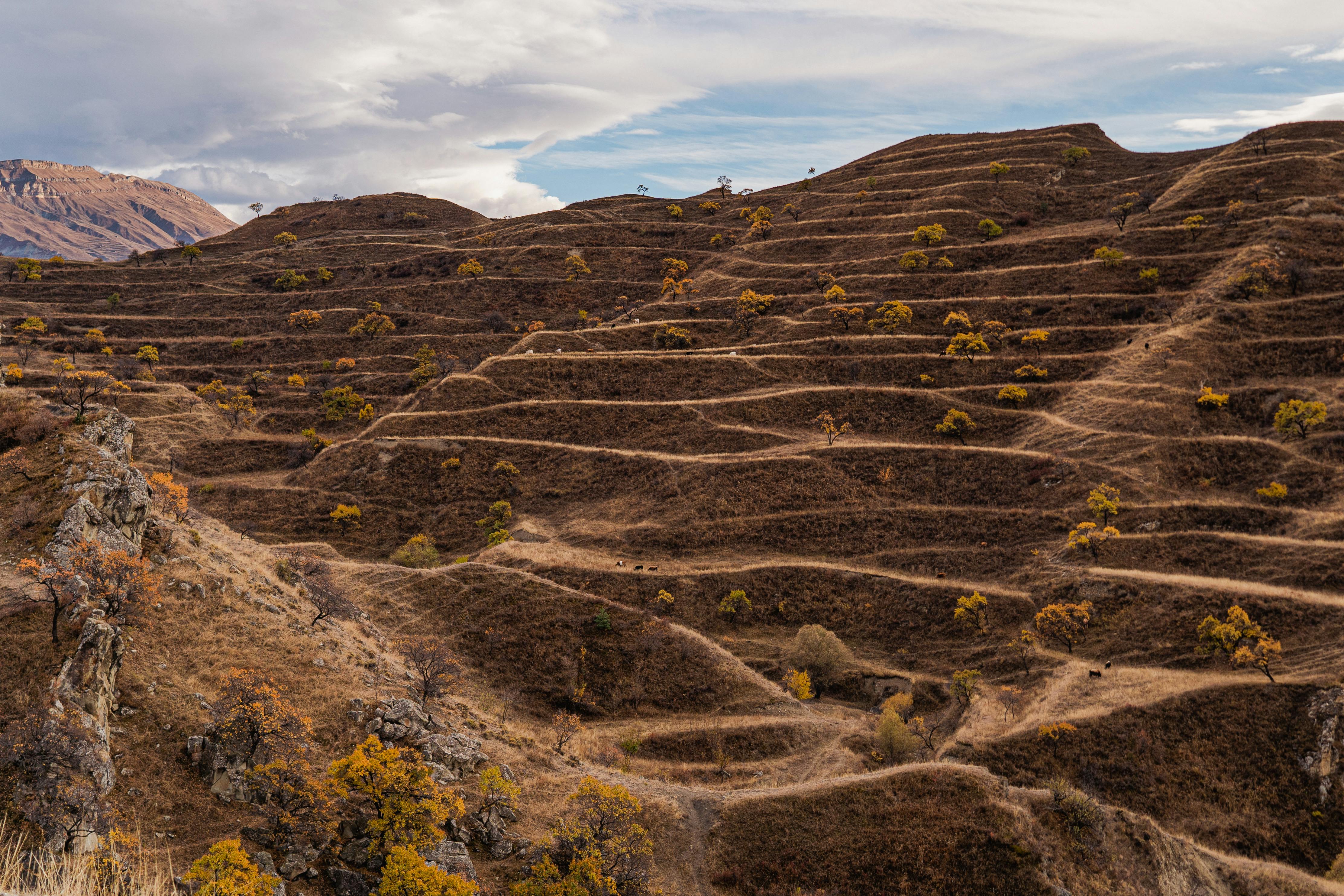 Terraced Mountains and Trees · Free Stock Photo