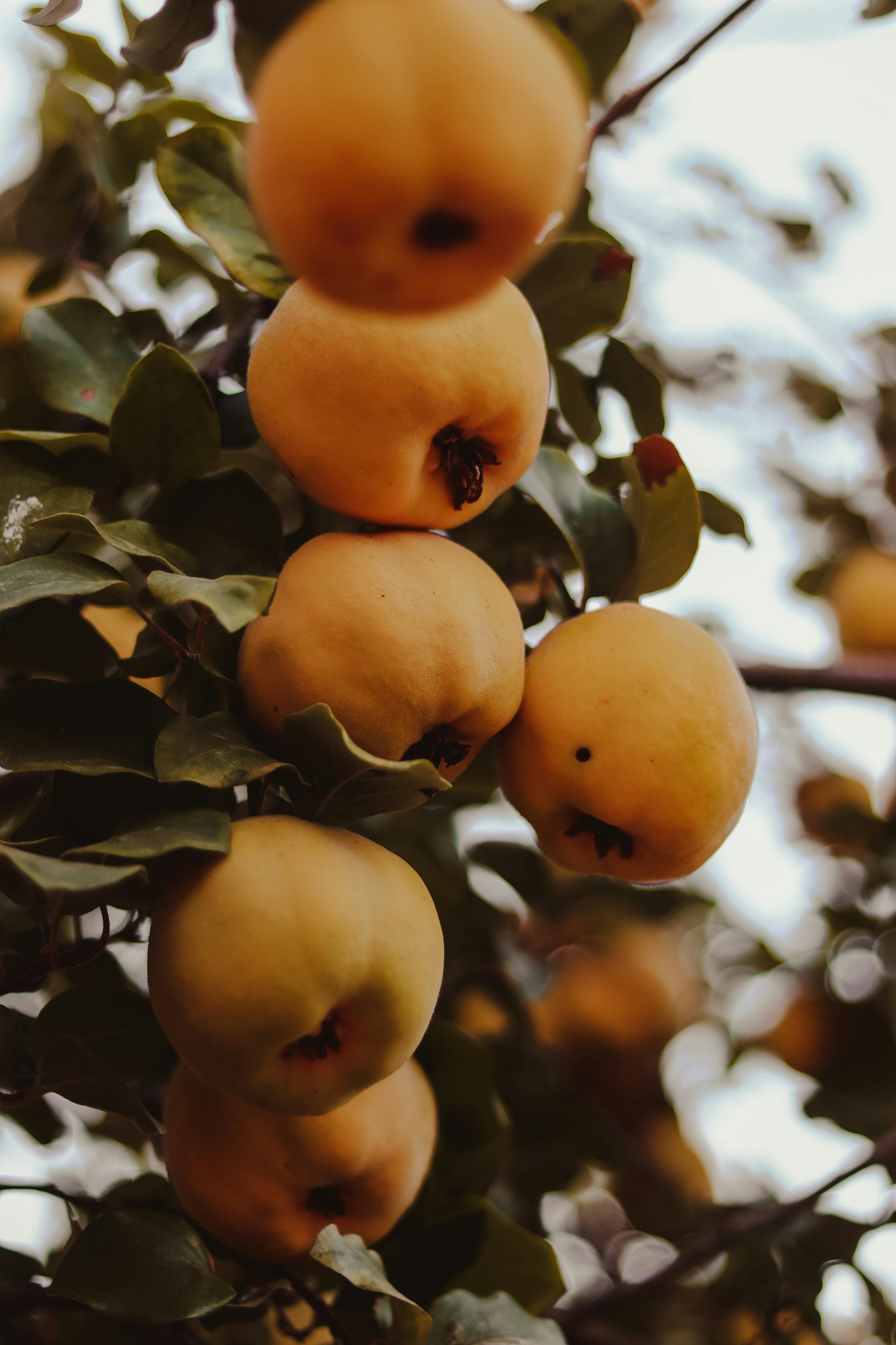 Yellow Round Fruits on Tree · Free Stock Photo