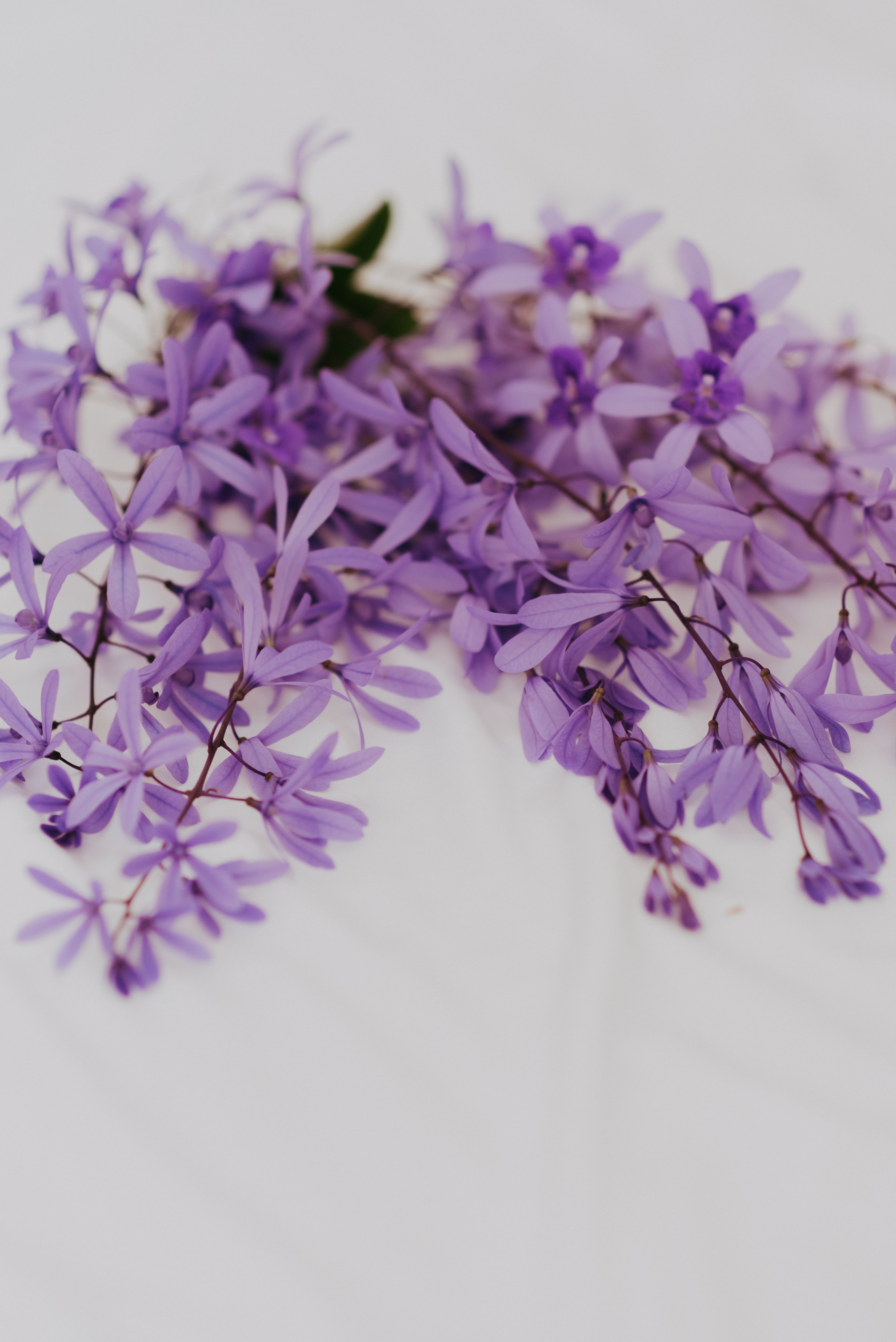 Thrive Photos, Download The BEST Free Thrive Stock Photos & HD Images