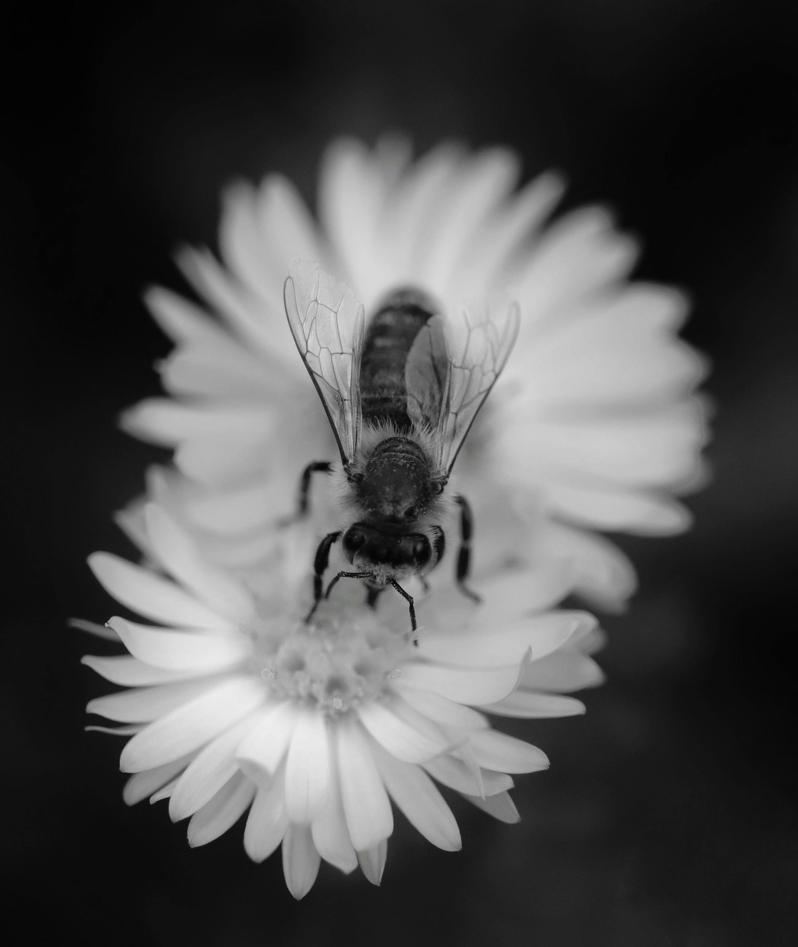Grayscale Photo of Bee on White Flower · Free Stock Photo