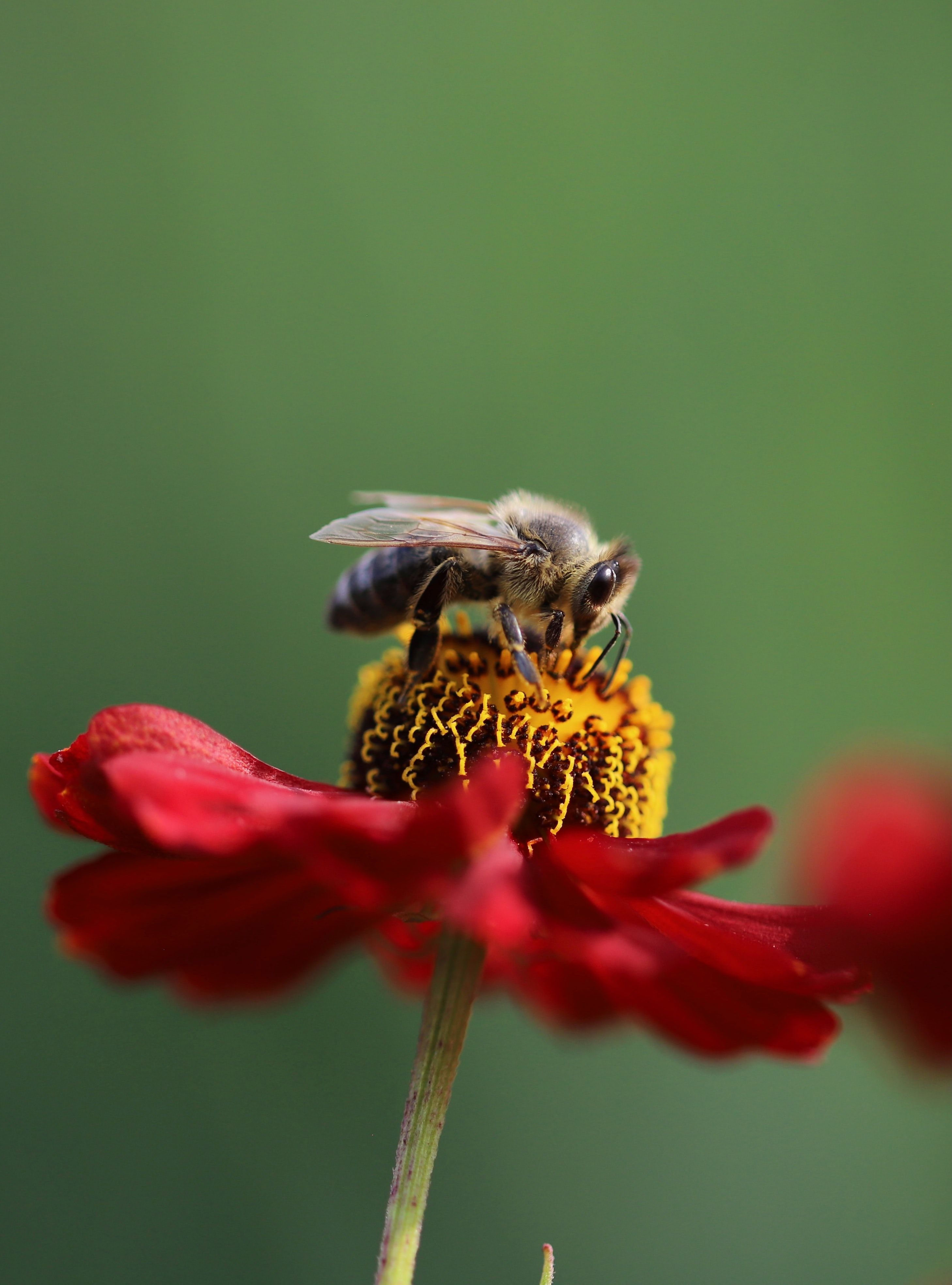 Boganvila Flower Photos, Download The BEST Free Boganvila Flower Stock ...