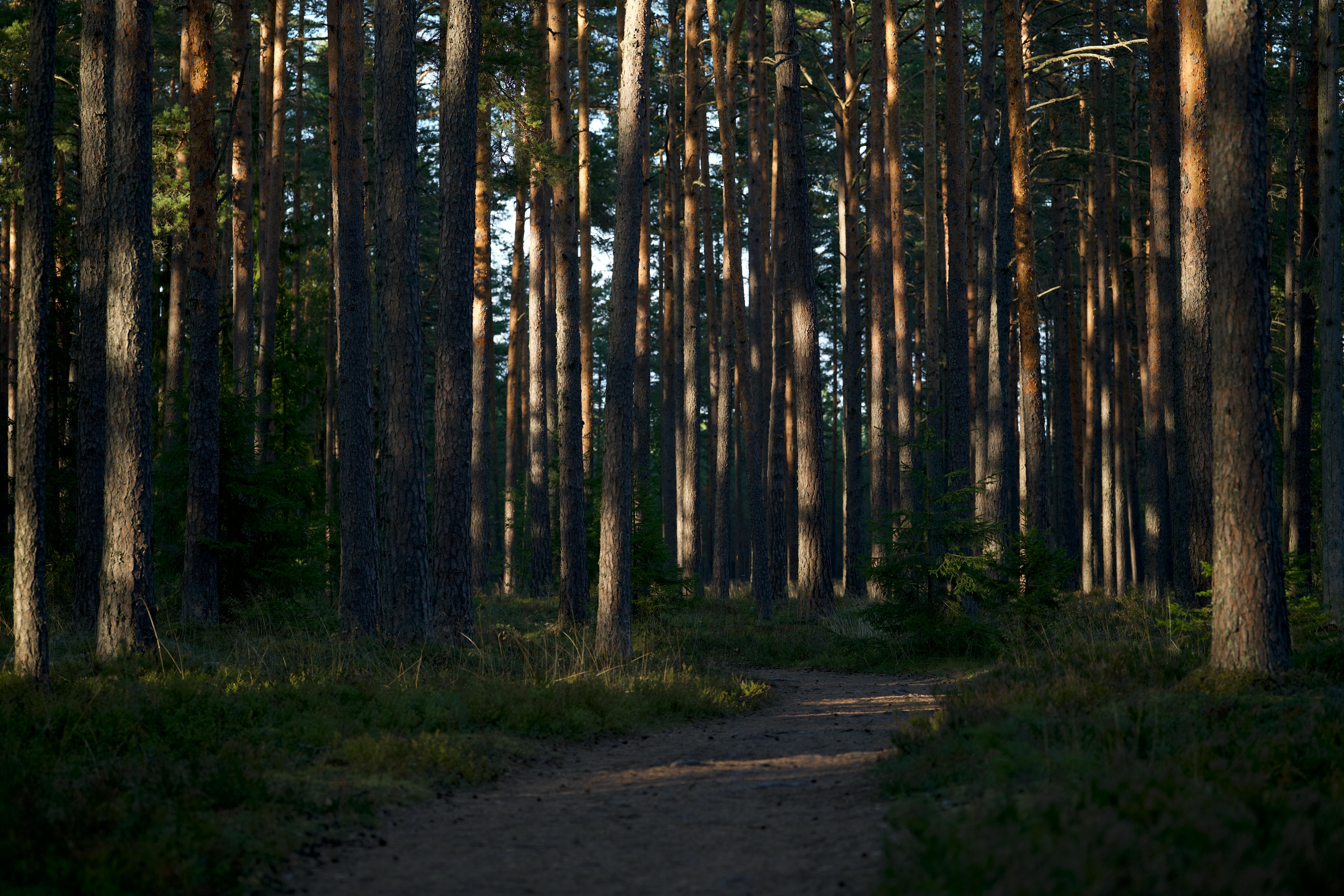 A Forest Trail · Free Stock Photo