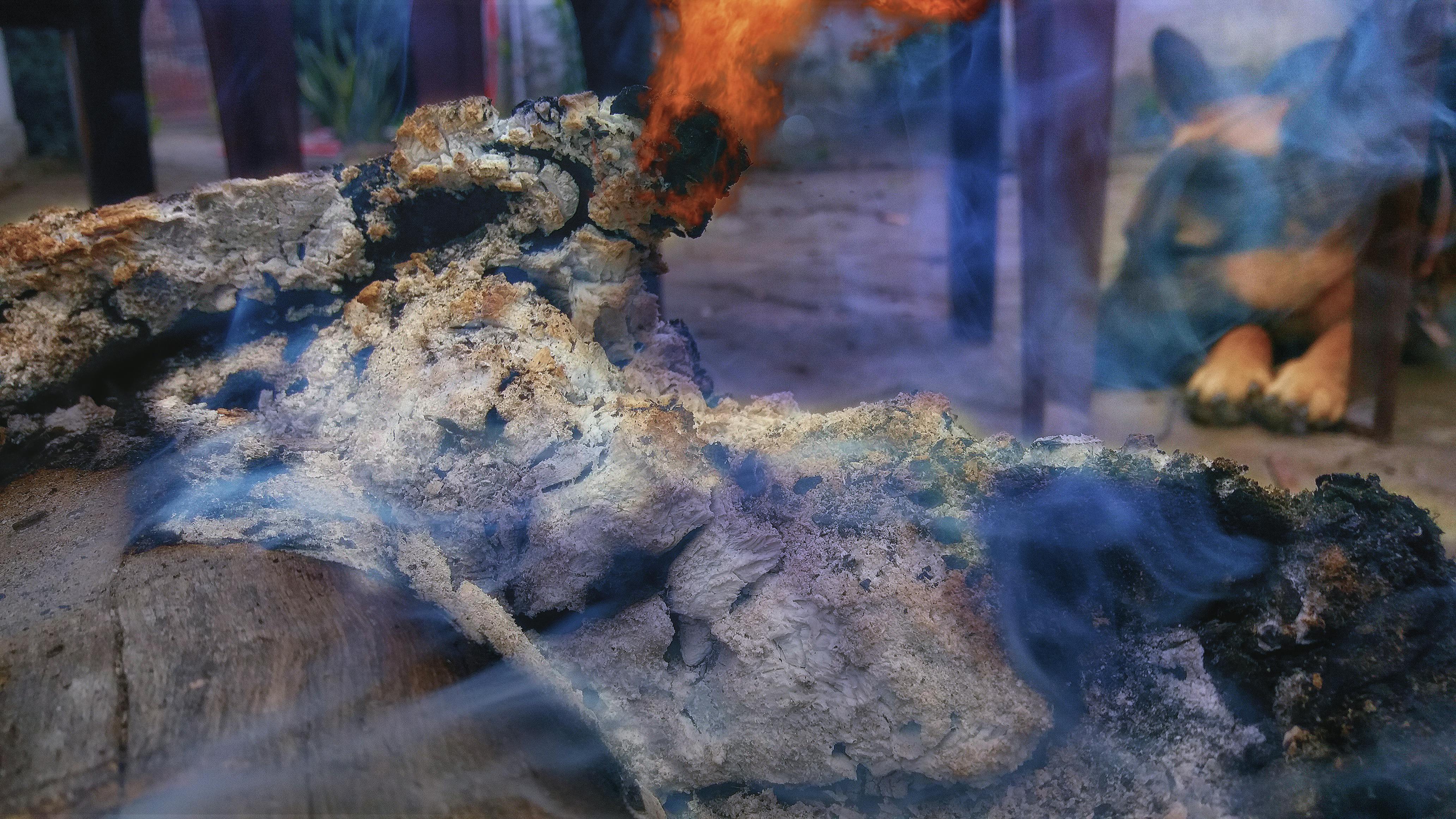 Free stock photo of burning, dog, fire