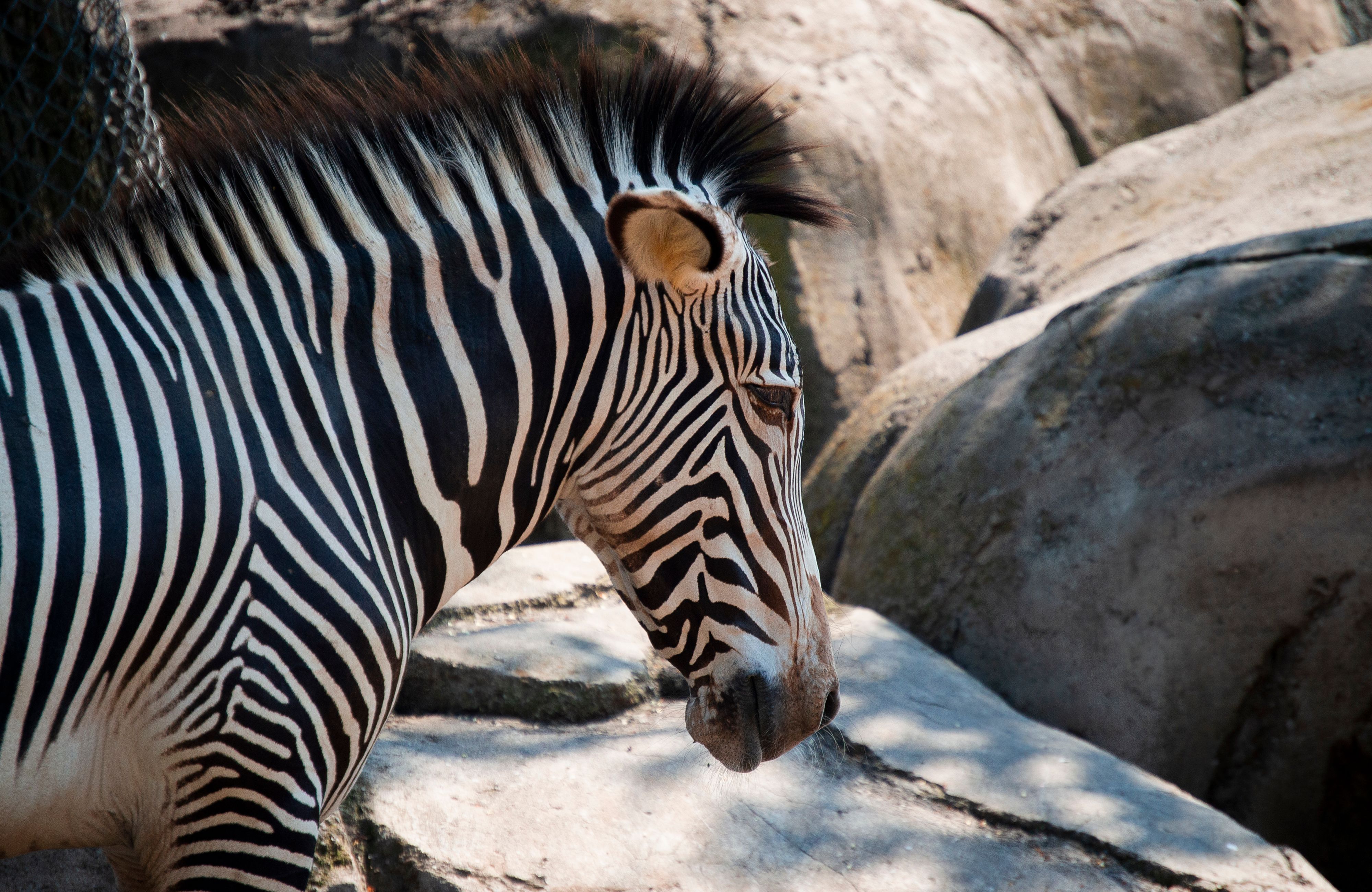Close Up Shot of a Zebra · Free Stock Photo