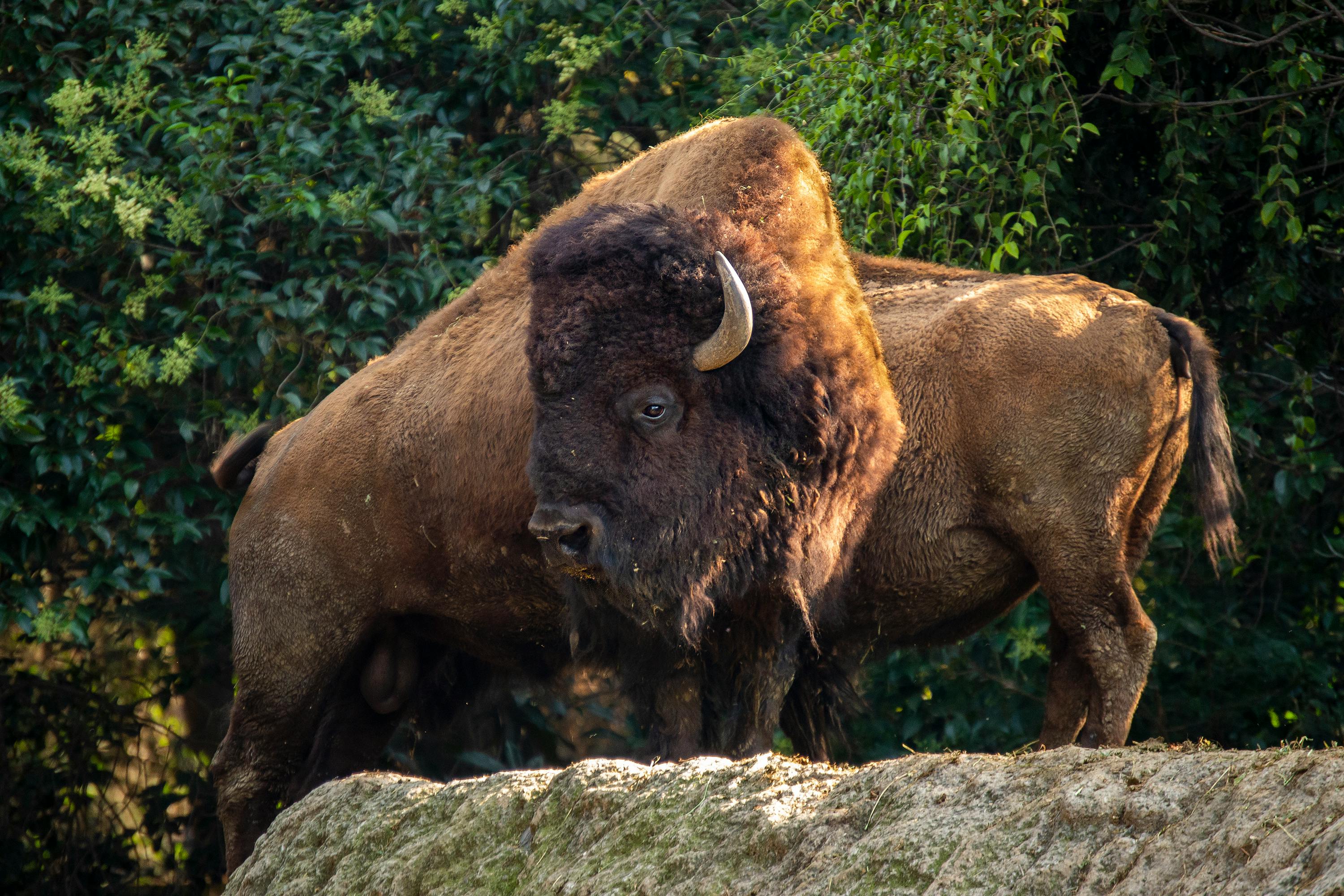 American Bison in Zoo · Free Stock Photo