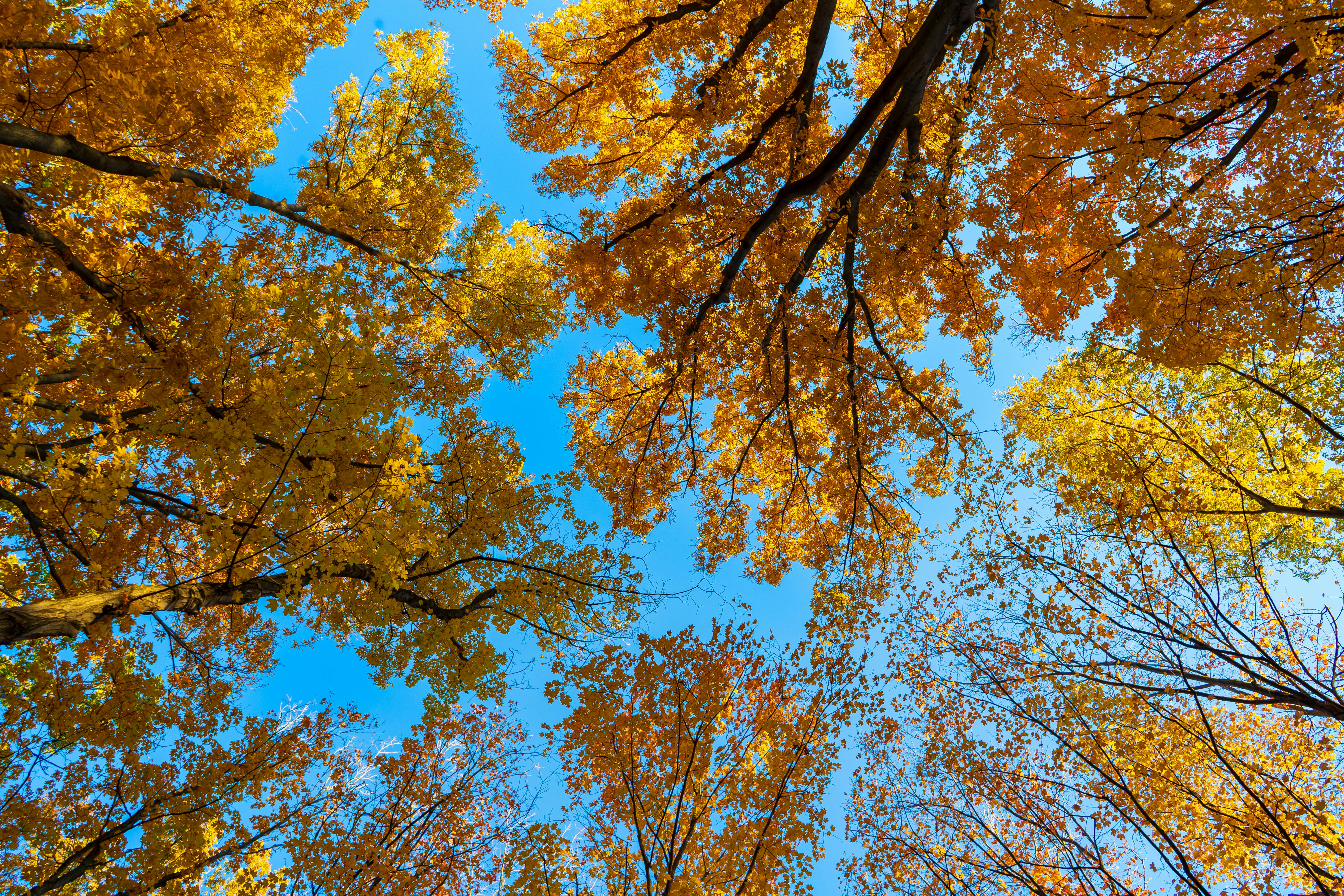 Trees with Yellow Leaves against Blue Sky · Free Stock Photo