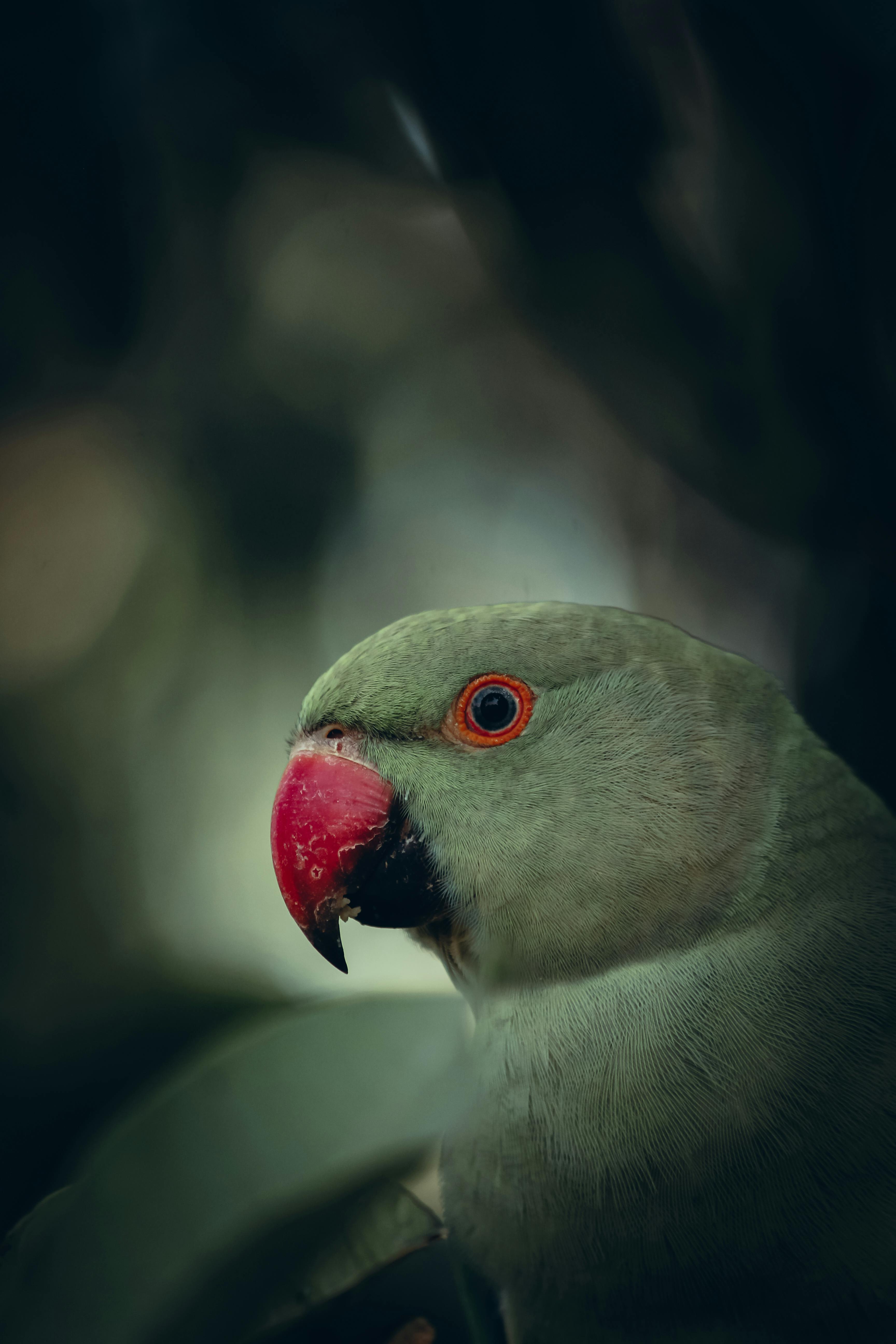 Close-up of a Rose-ringed Parakeet Parrot · Free Stock Photo