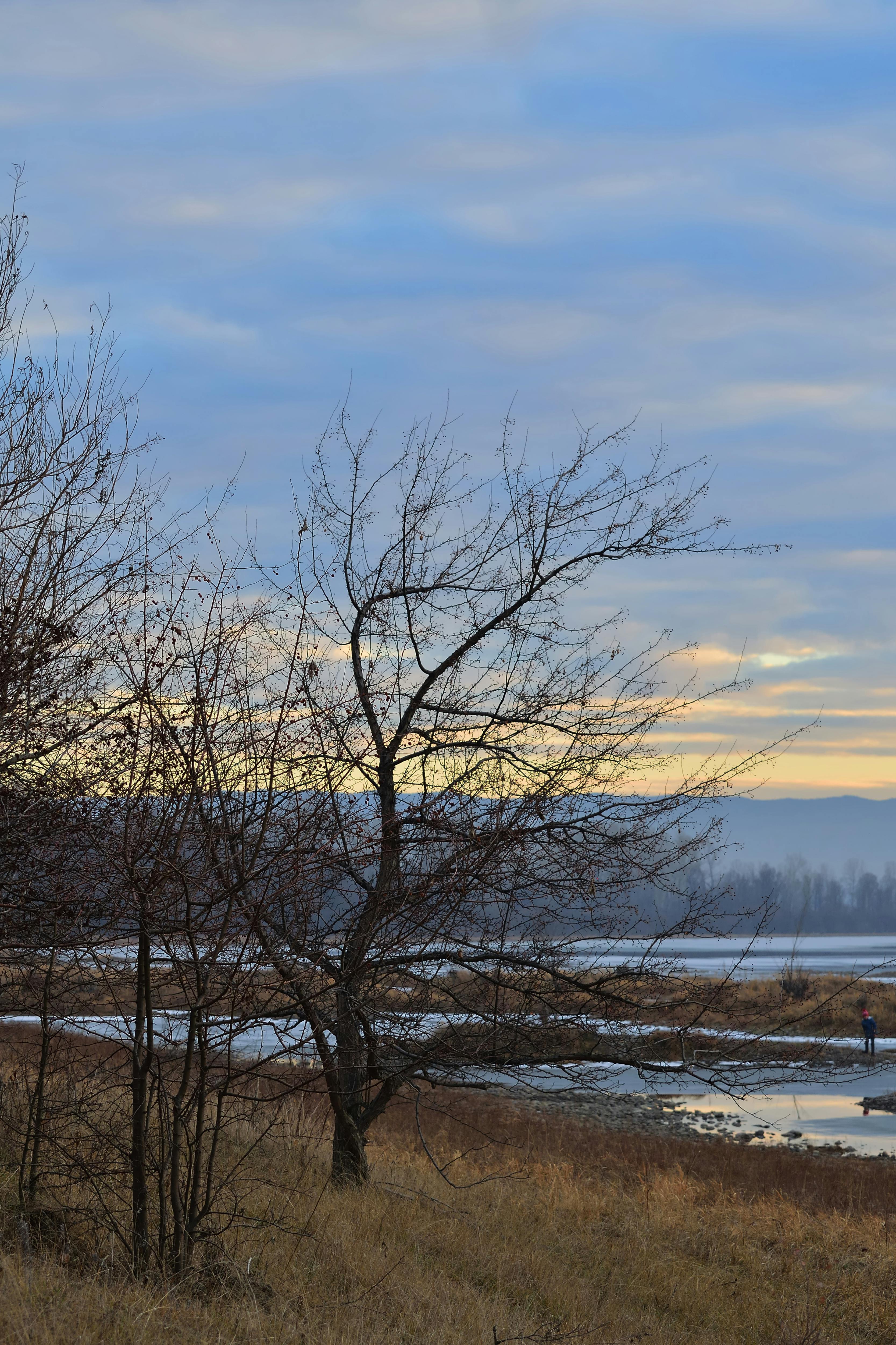 Thank You Tree Photos, Download The BEST Free Thank You Tree Stock ...