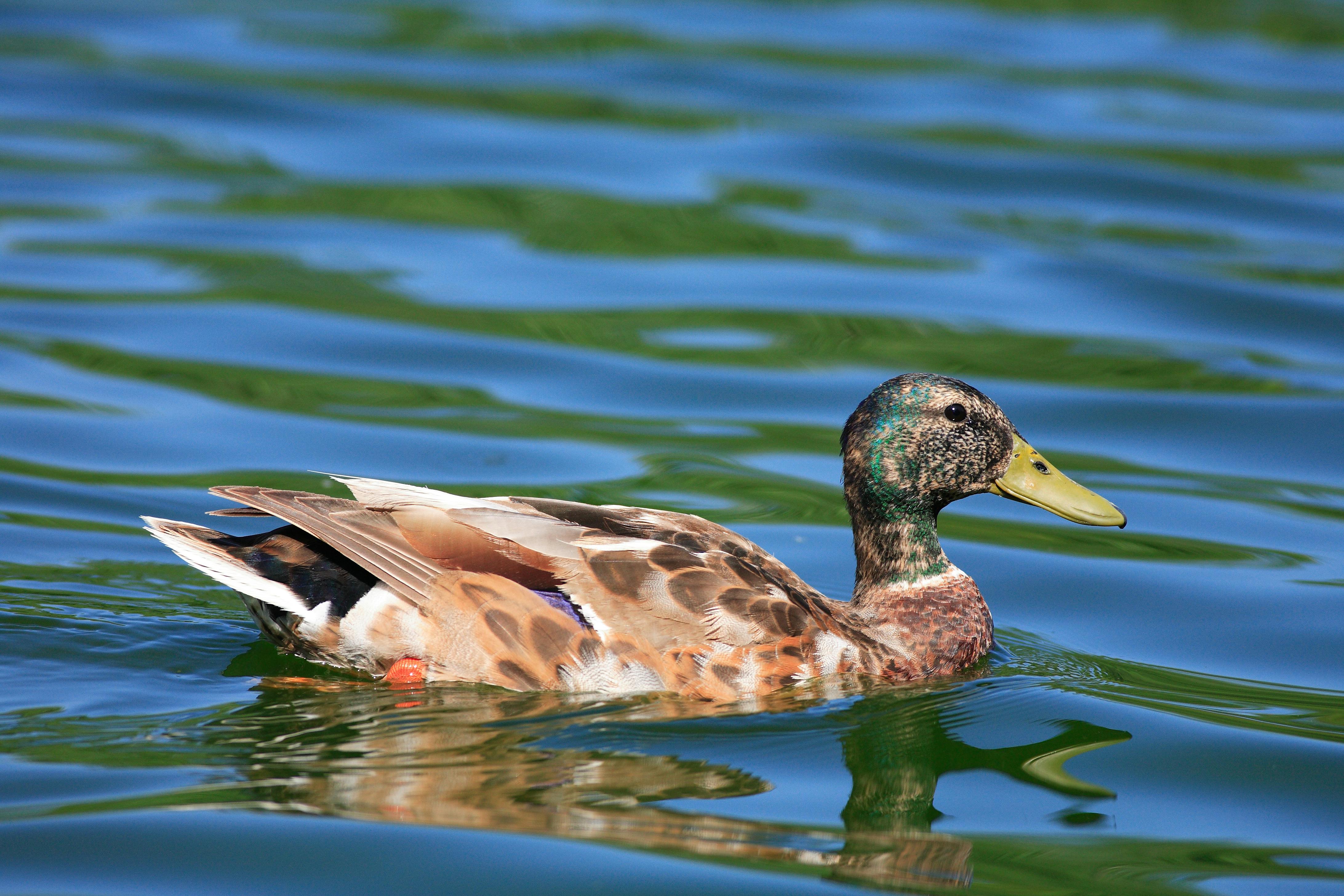 A Duck on the Water · Free Stock Photo