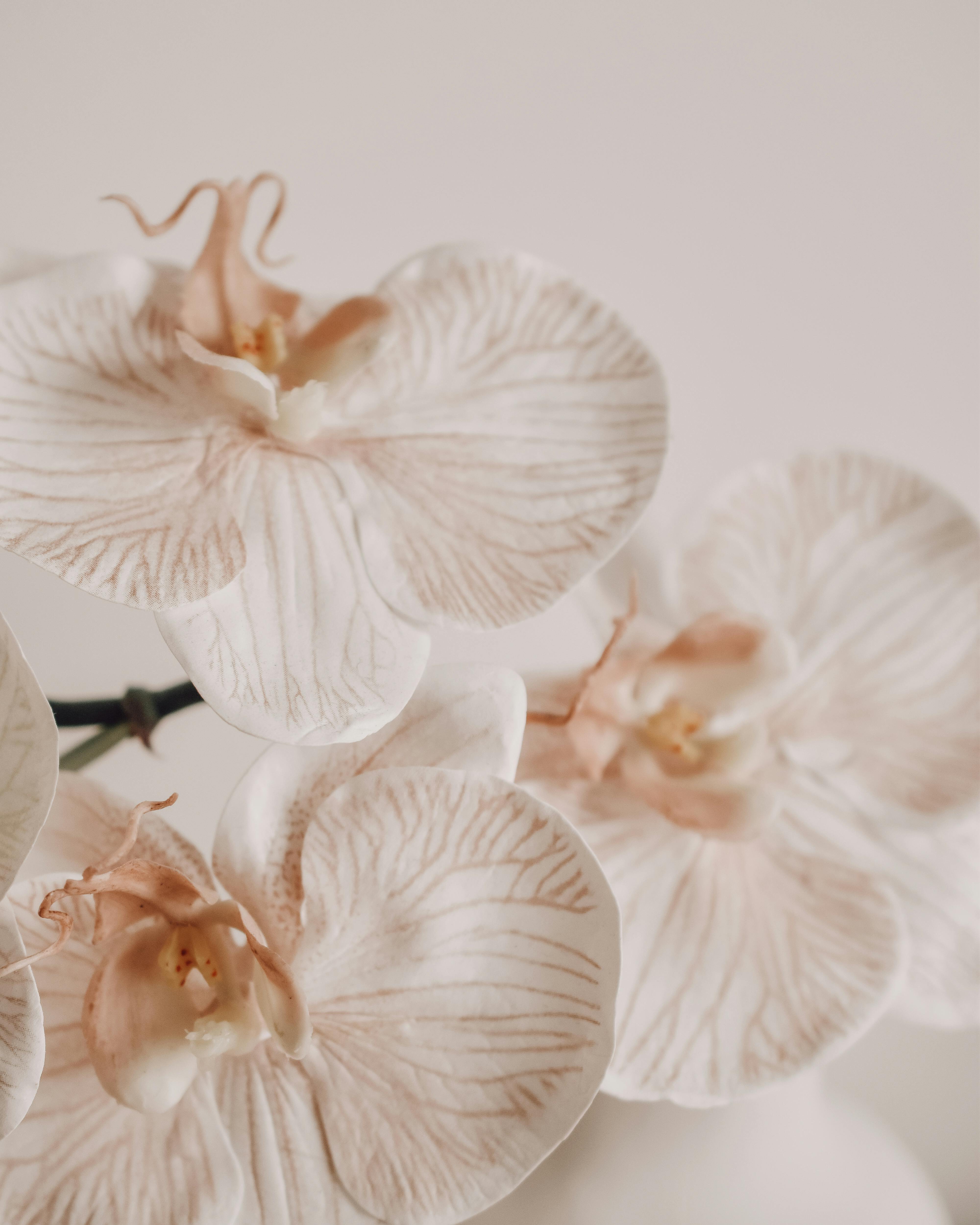 White Orchids Border Photos, Download The BEST Free White Orchids ...