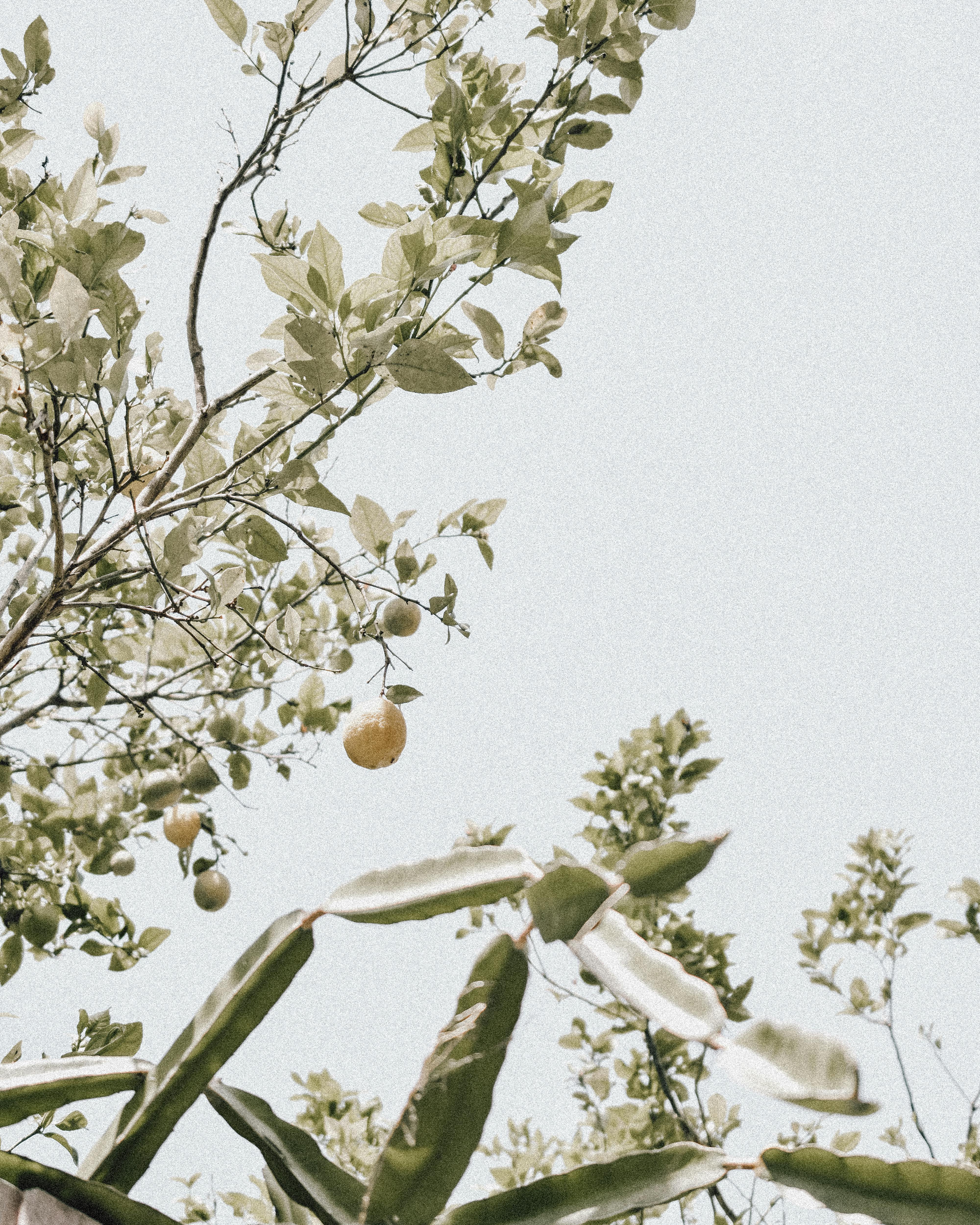 Branches on Tree · Free Stock Photo