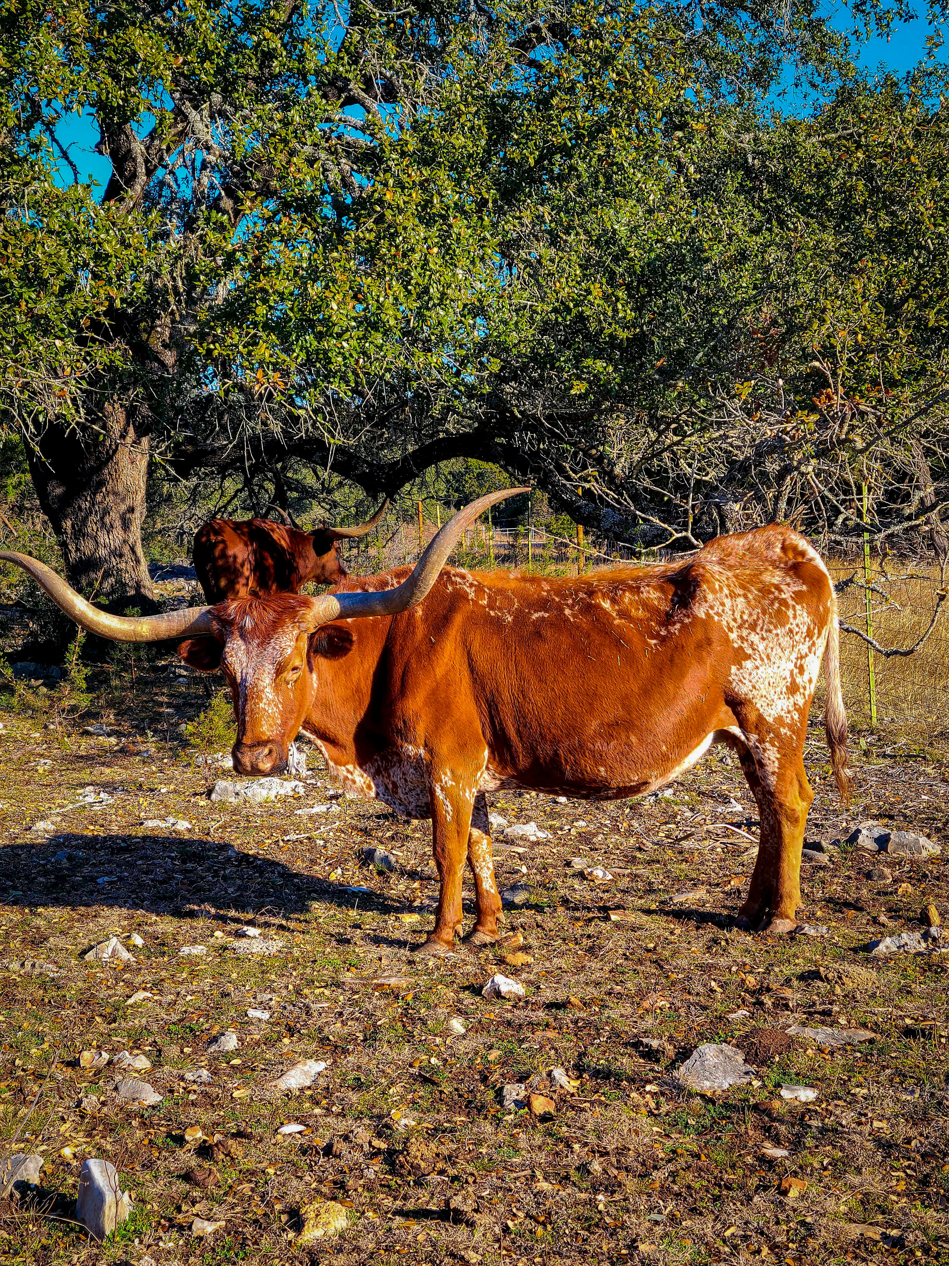 Cow Feet Photos, Download The BEST Free Cow Feet Stock Photos & HD Images